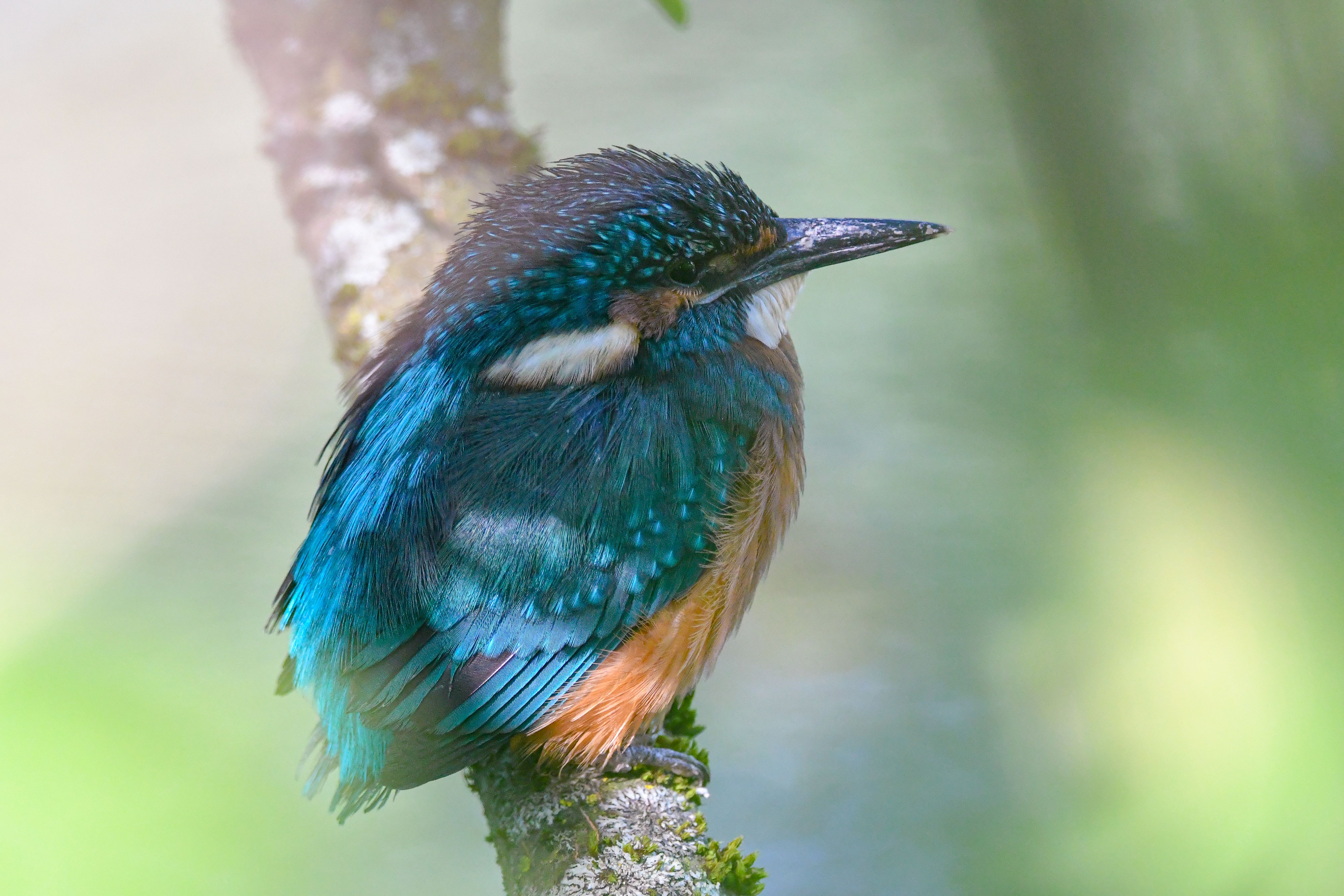 Bird Bangladesh Photos, Download The BEST Free Bird Bangladesh Stock ...