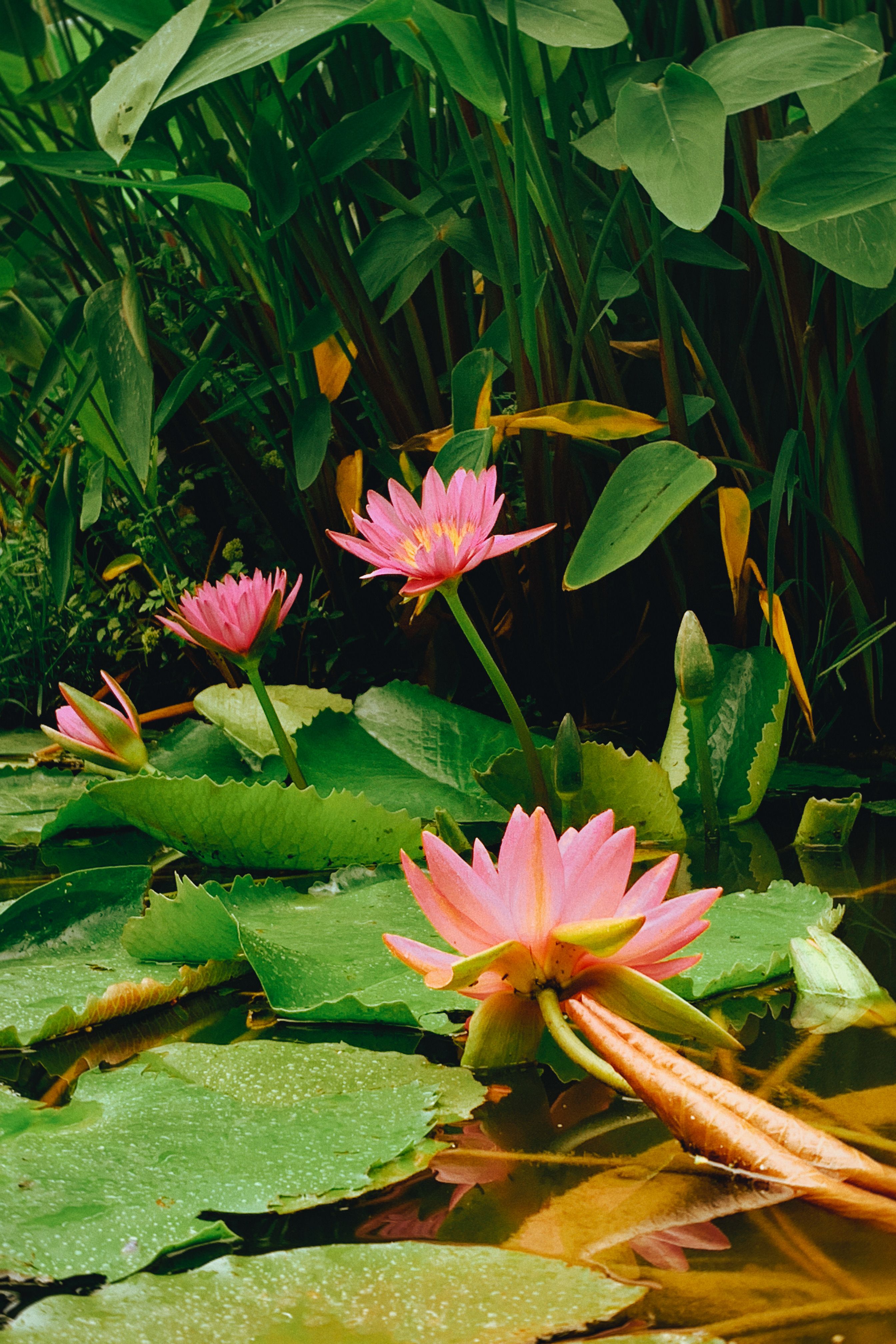 Green Lili Pads on Water · Free Stock Photo