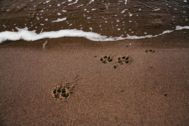 Understanding Dog Scent Marking Causes and Solutions