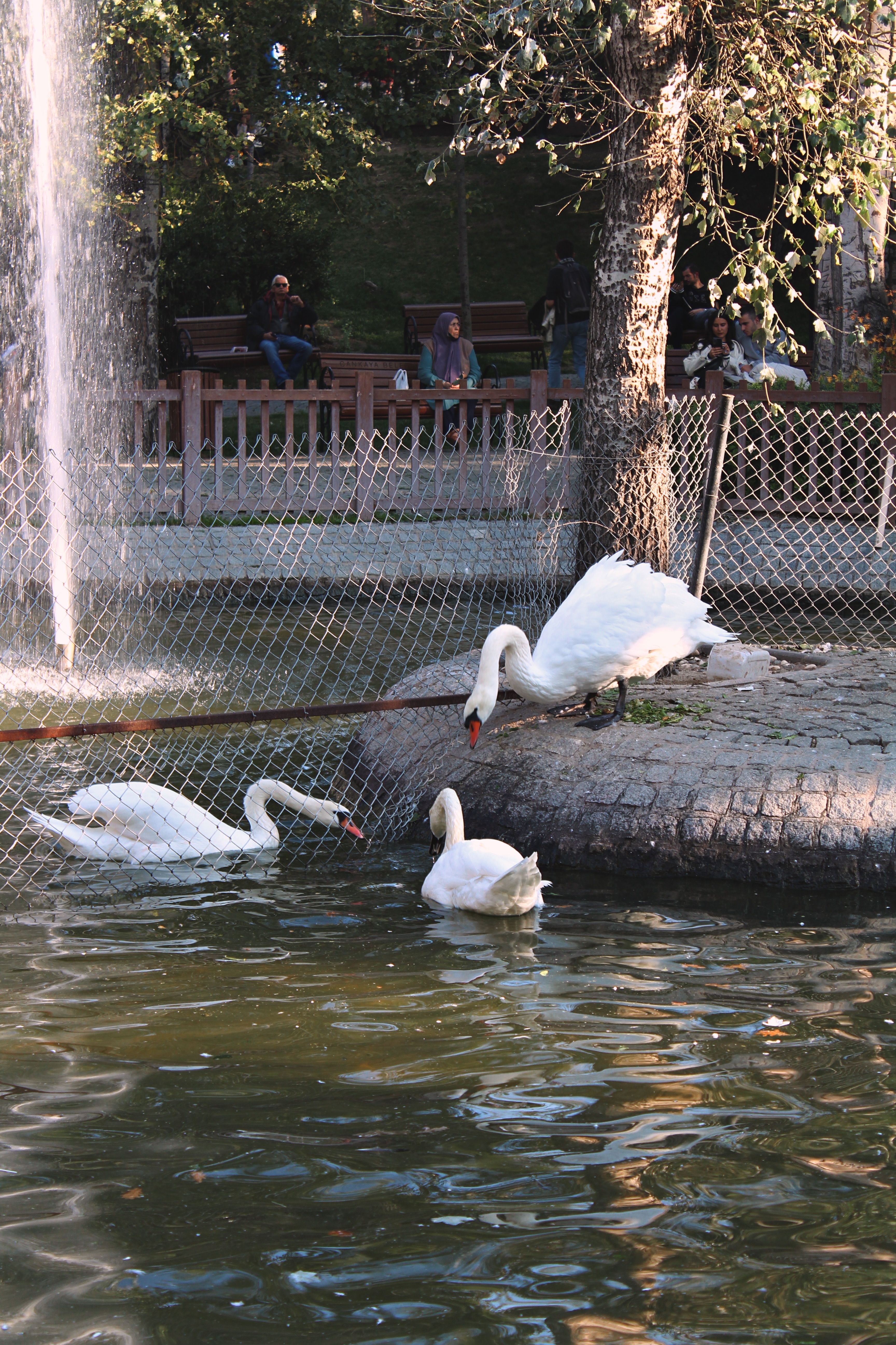 Swans in Zoo · Free Stock Photo