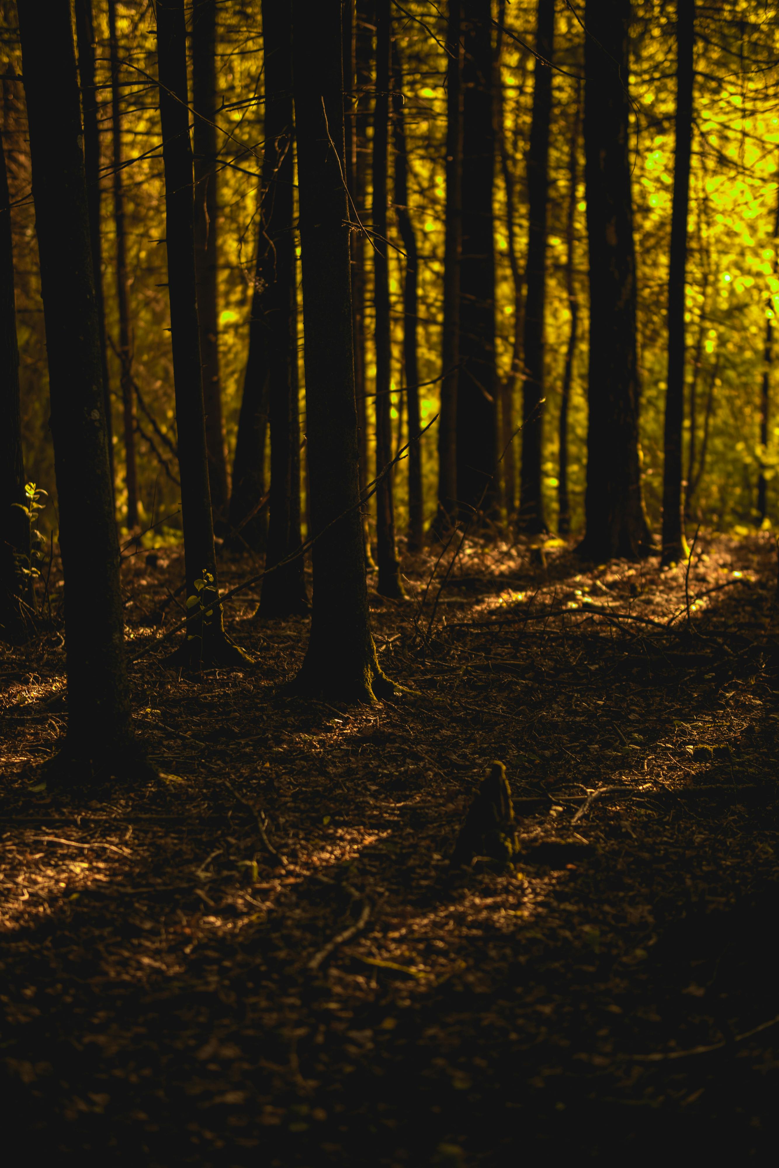 Golden Hour Forest Photos, Download The BEST Free Golden Hour Forest ...