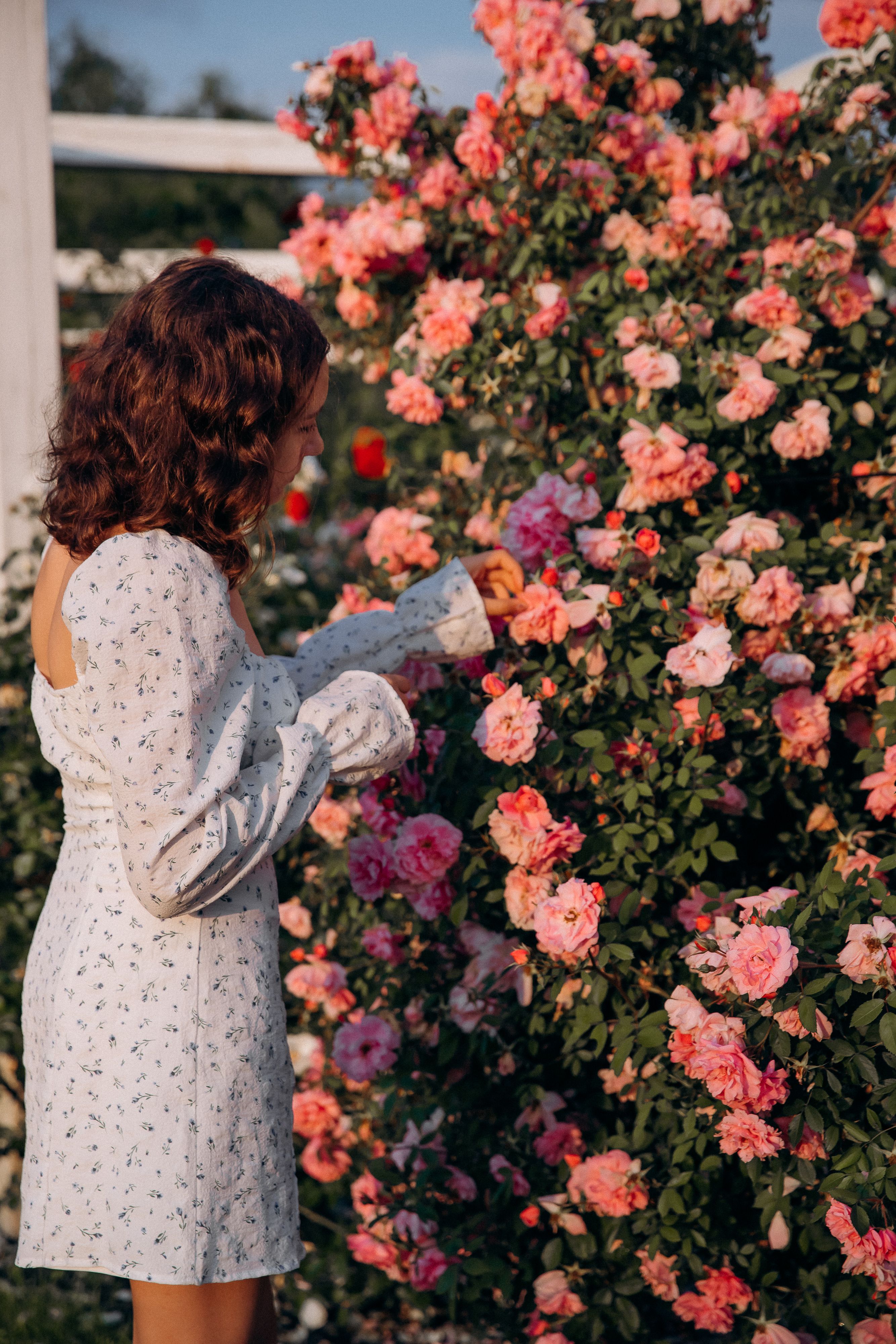 Woman in Dress Standing by Bush with Pink Roses · Free Stock Photo