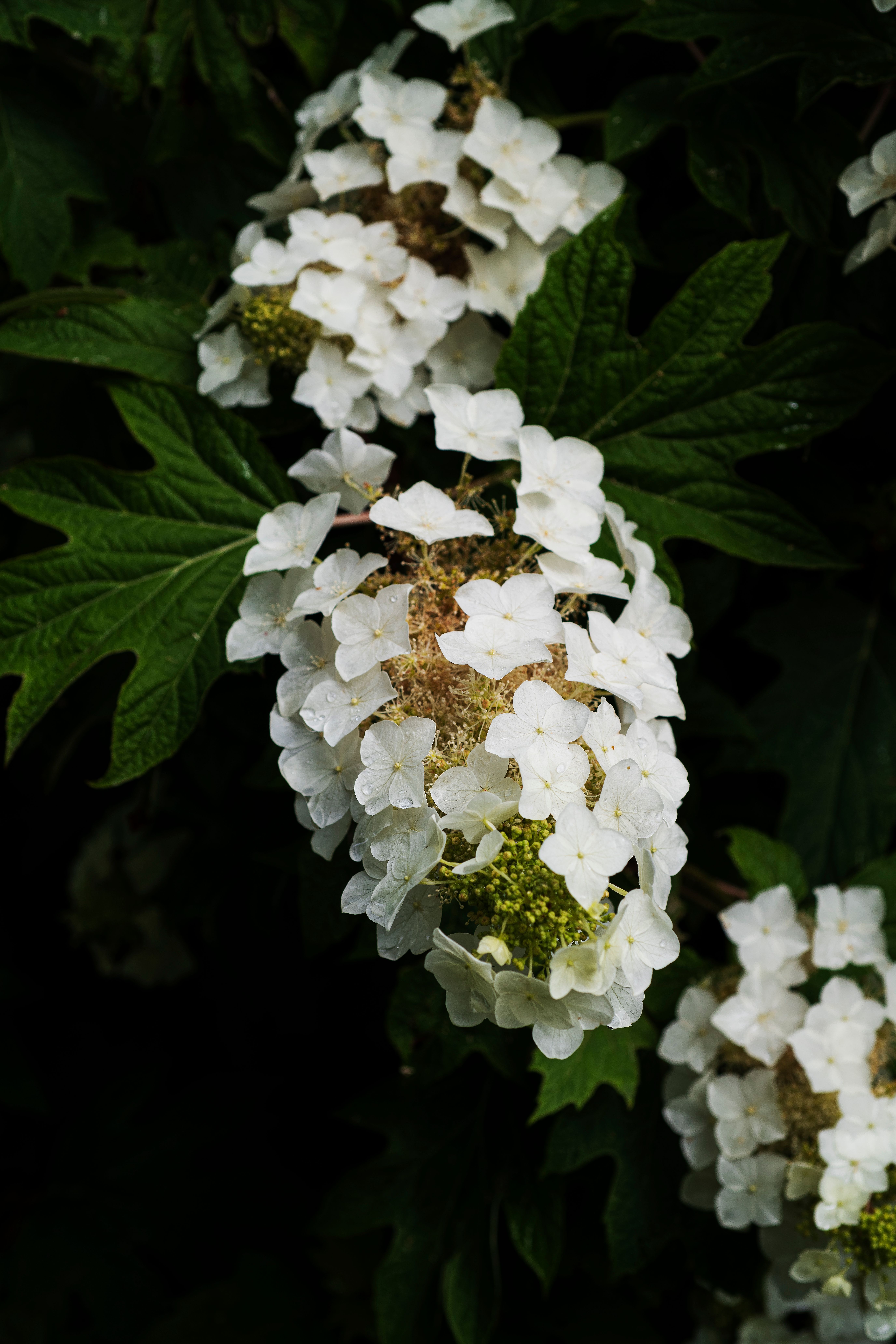 Close-up Photo of White Hydrangea in Bloom Flowers · Free Stock Photo