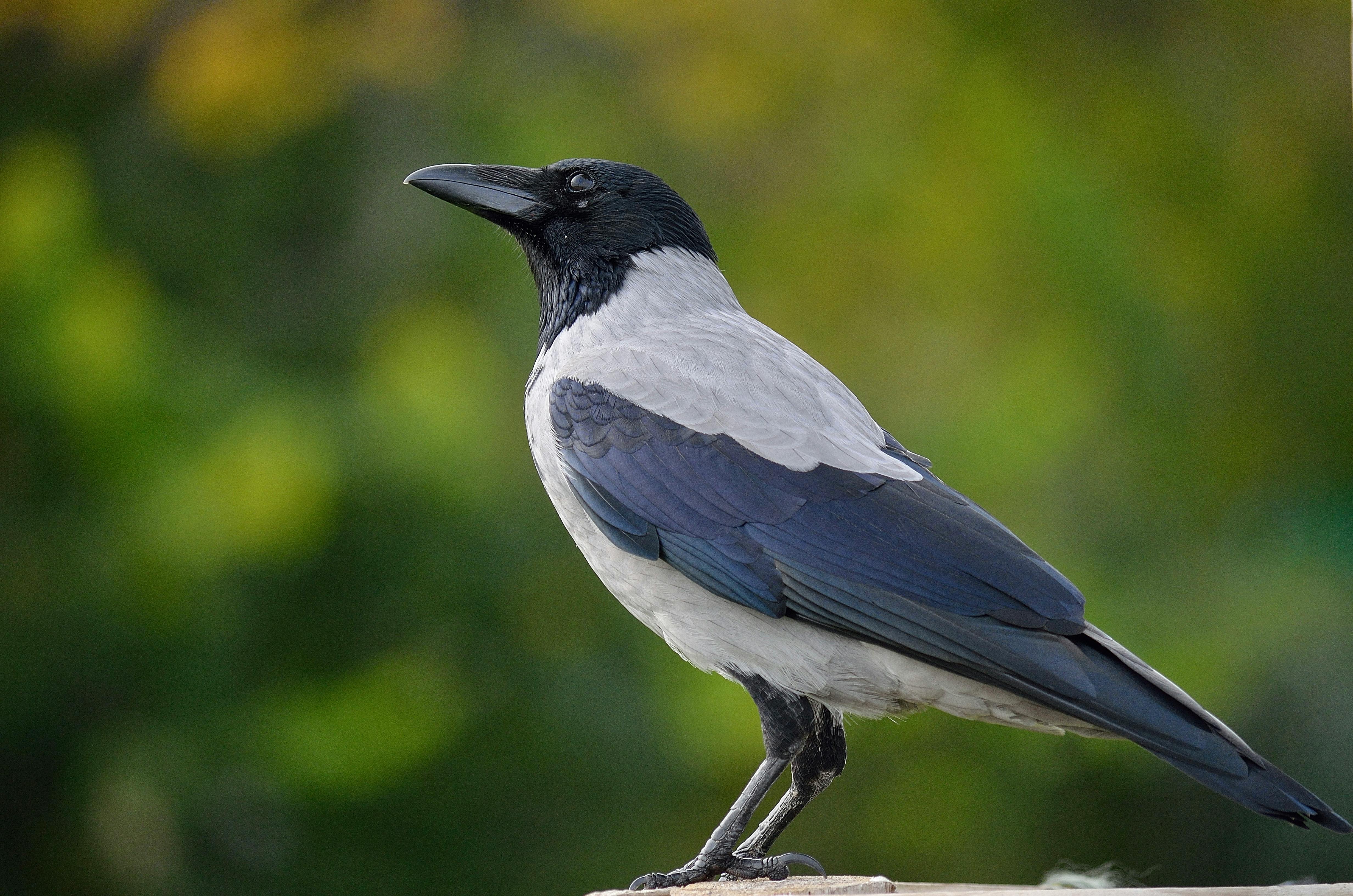 Crow Close Up · Free Stock Photo
