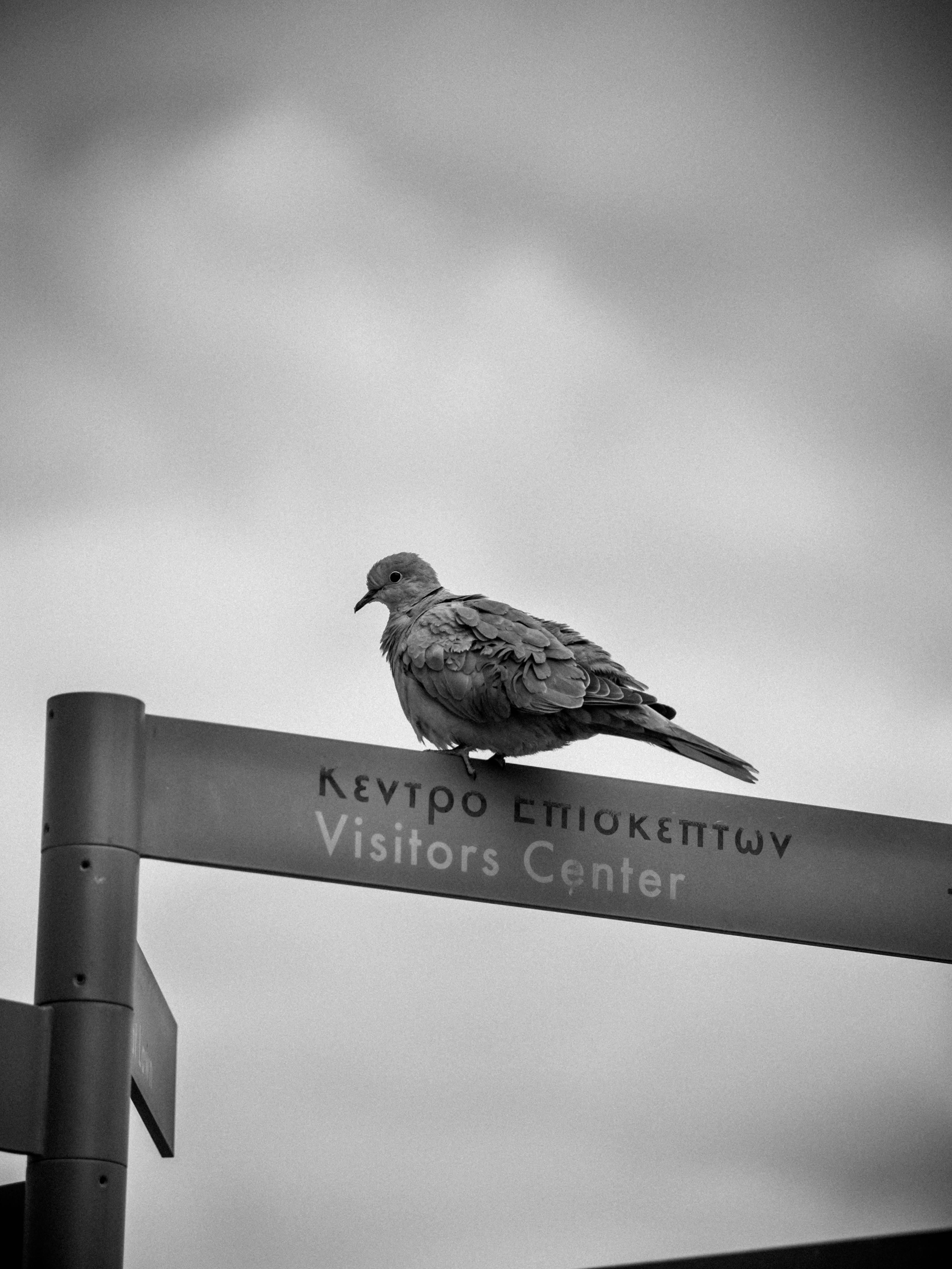 Anti Animal Texting Symbol Photos, Download The BEST Free Anti Animal ...