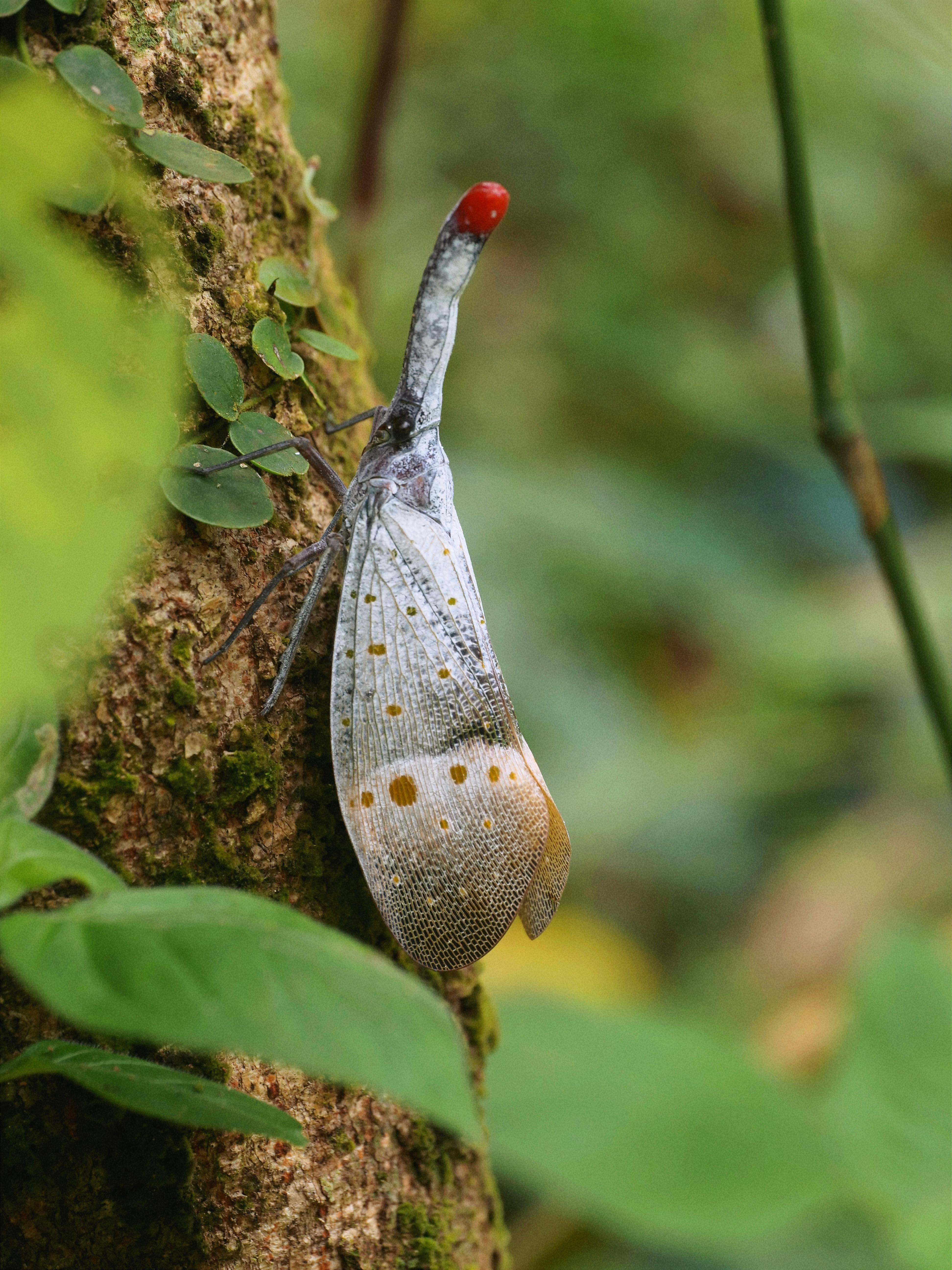 Close-up of a Lantern Fly on a Tree · Free Stock Photo