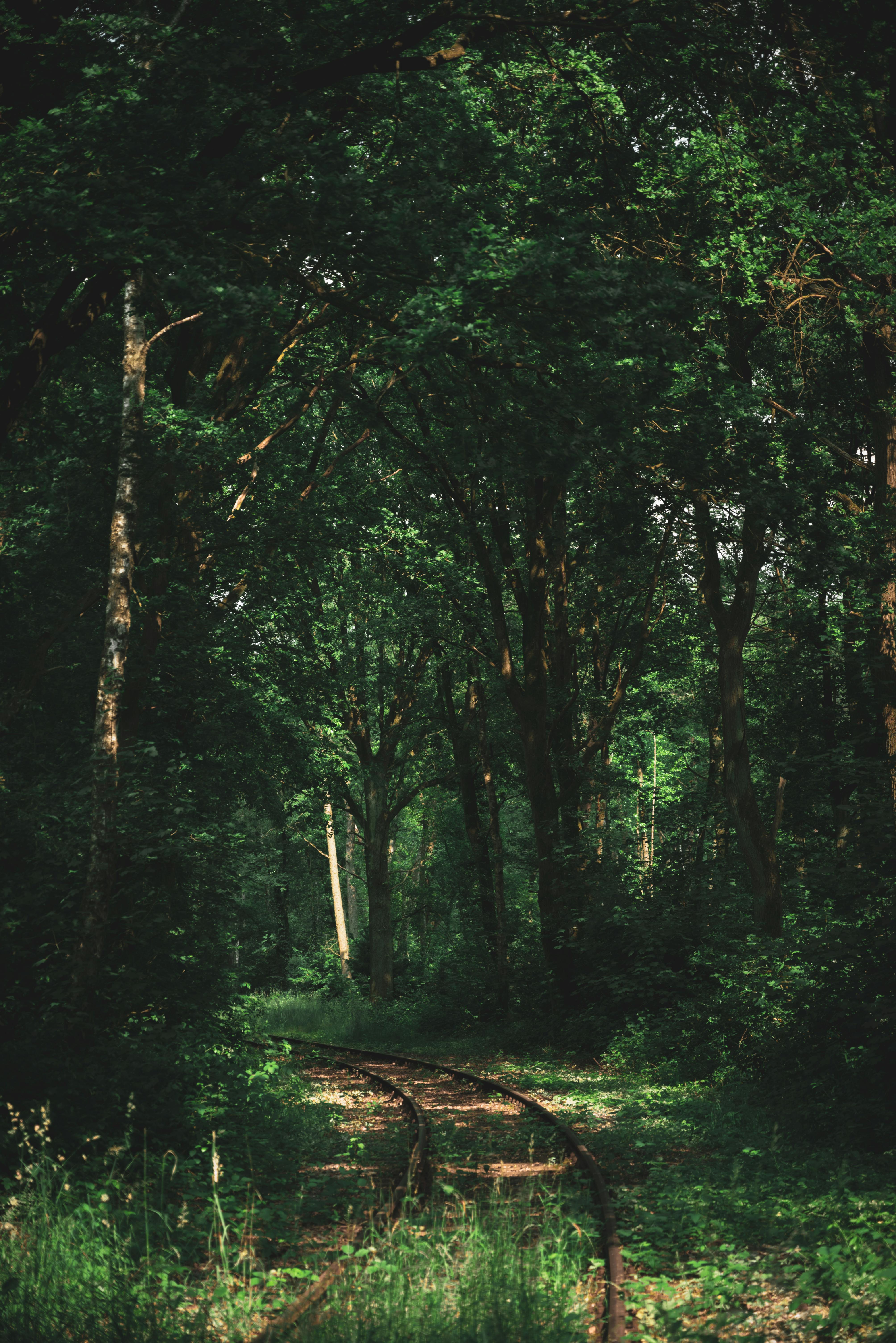 Photo Of Forest Trees and a Black Stone Pathway during Daytime · Free ...