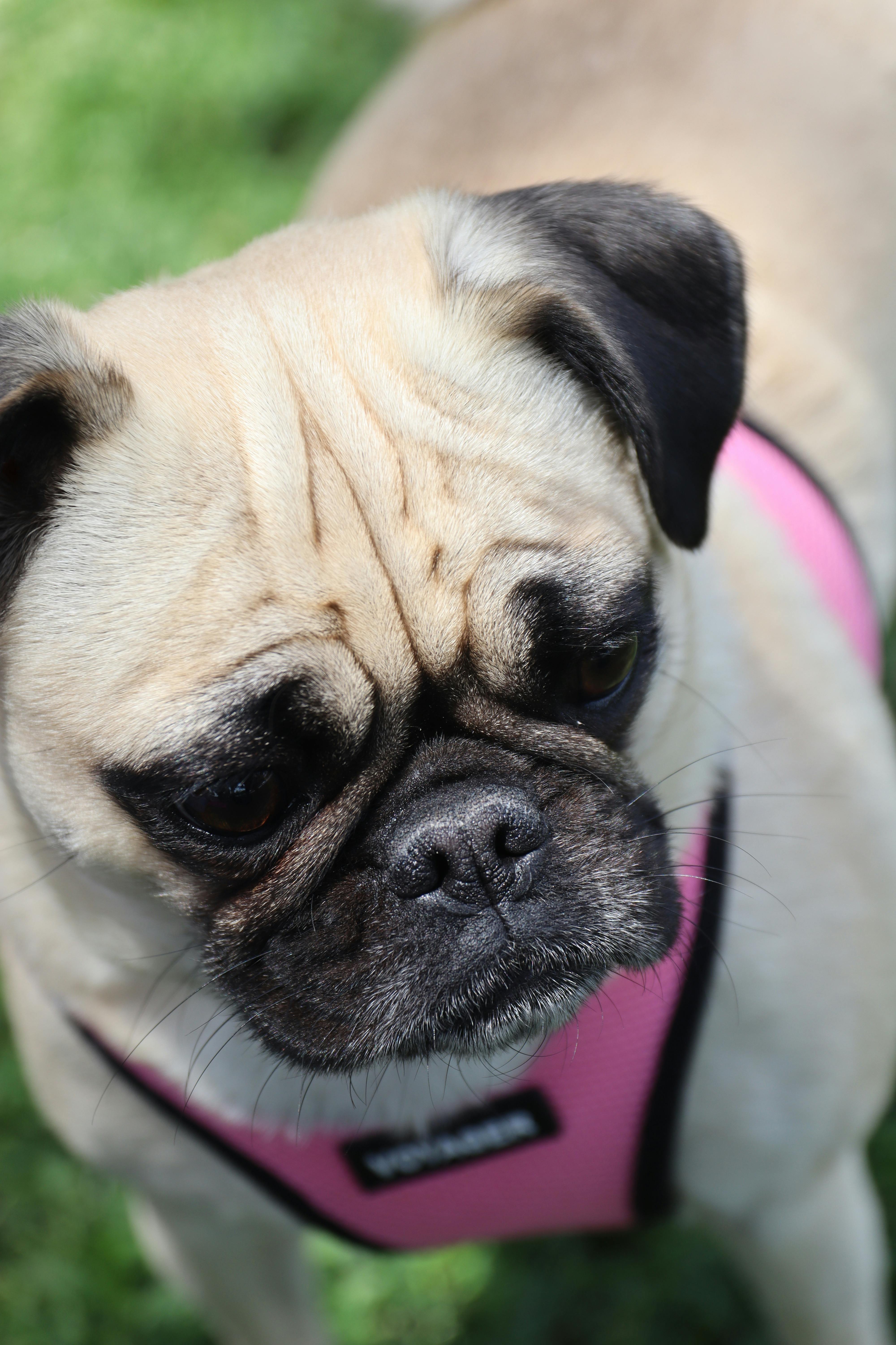 Close-up of a Pug Outside on the Grass · Free Stock Photo
