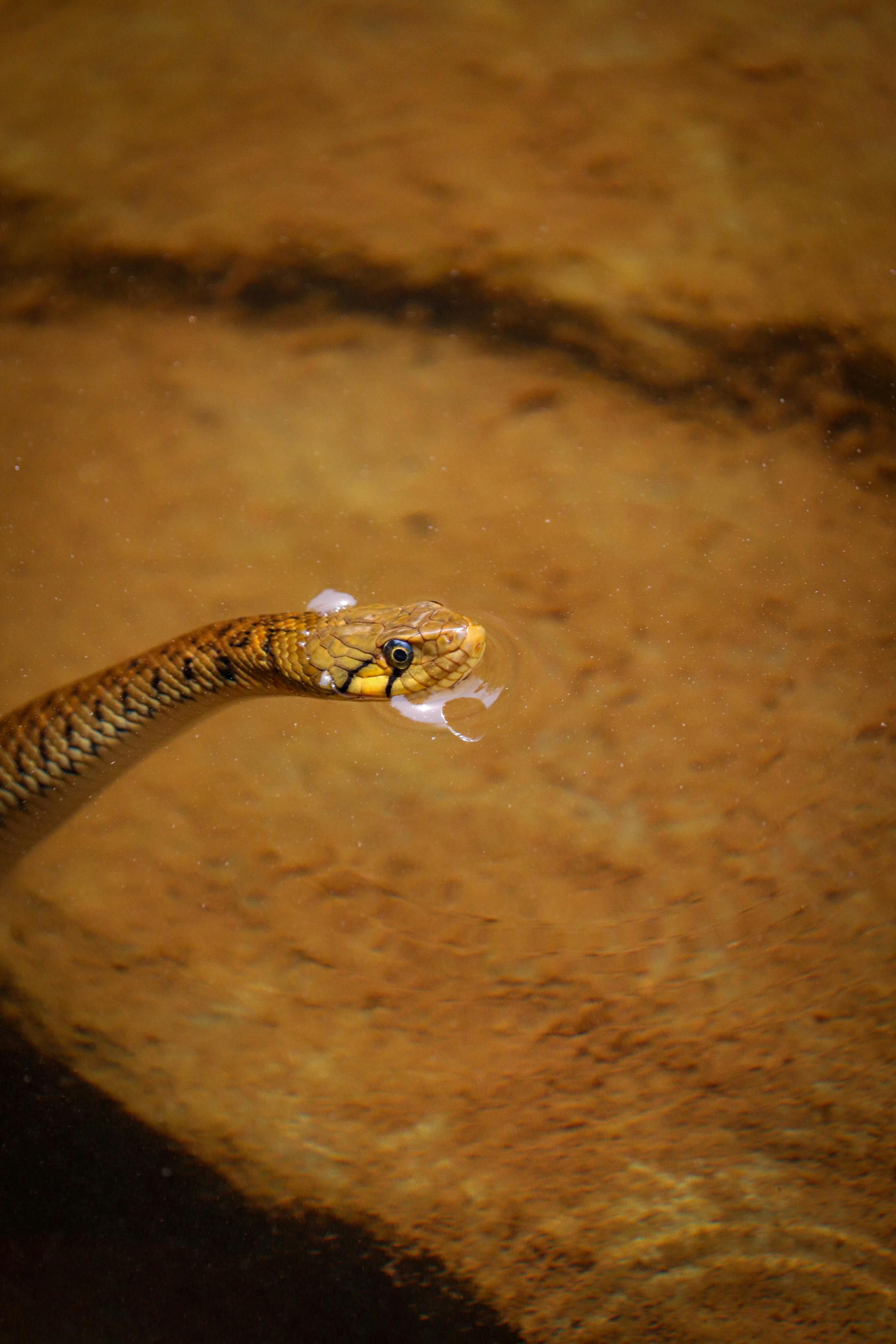 Snake In Water Photos, Download The BEST Free Snake In Water Stock ...