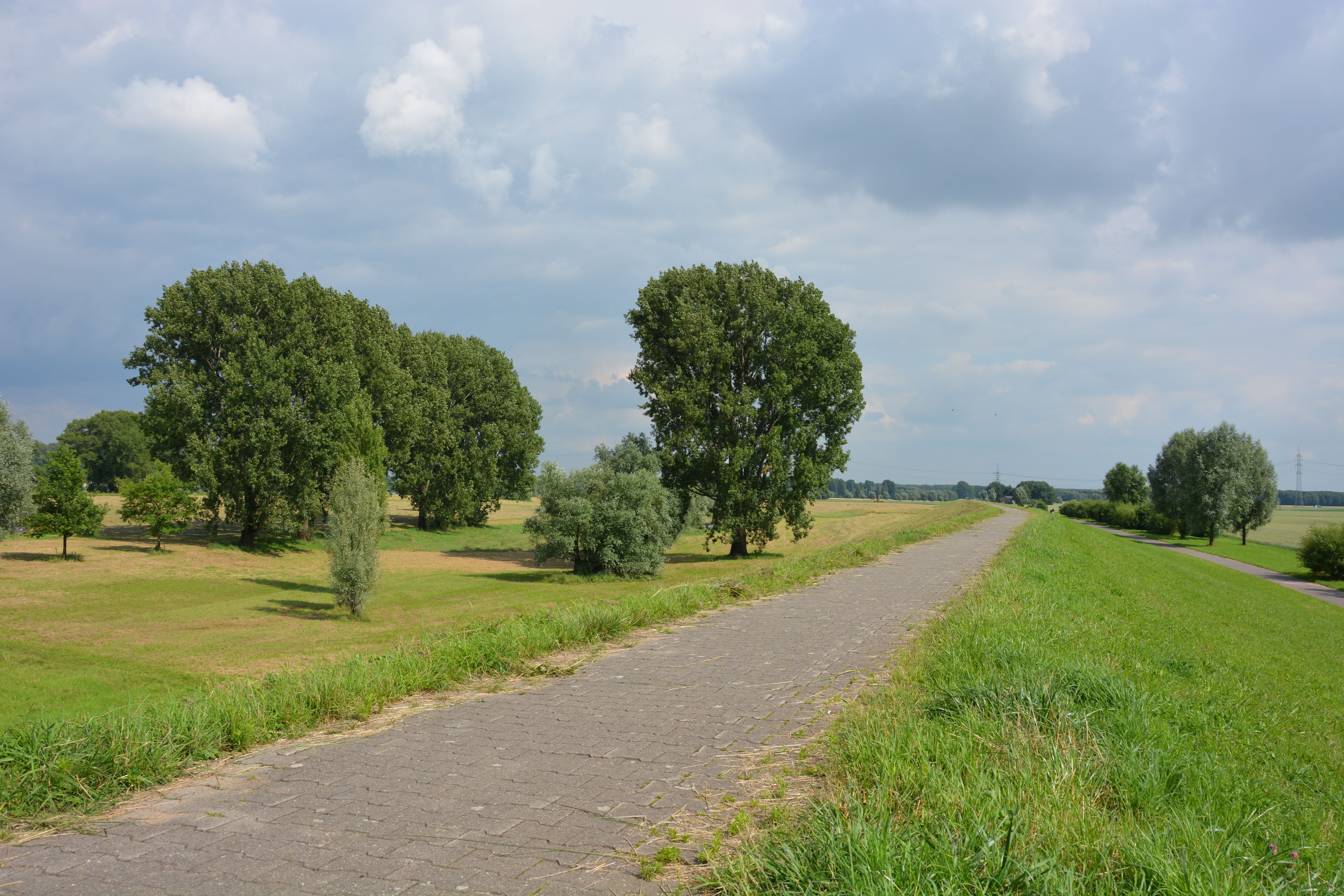 Asphalt Alley in Countryside · Free Stock Photo