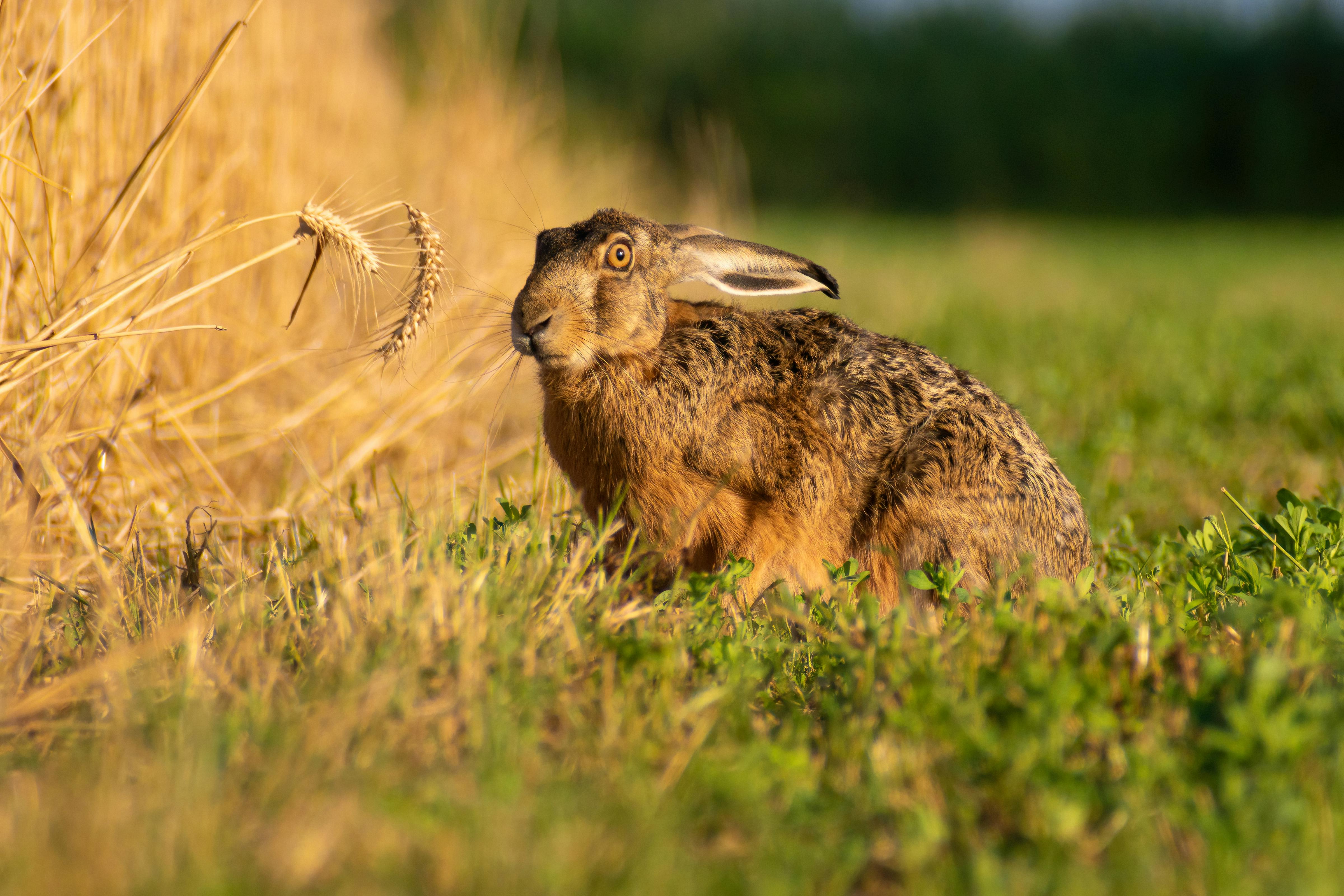 Rabbit on Grass · Free Stock Photo