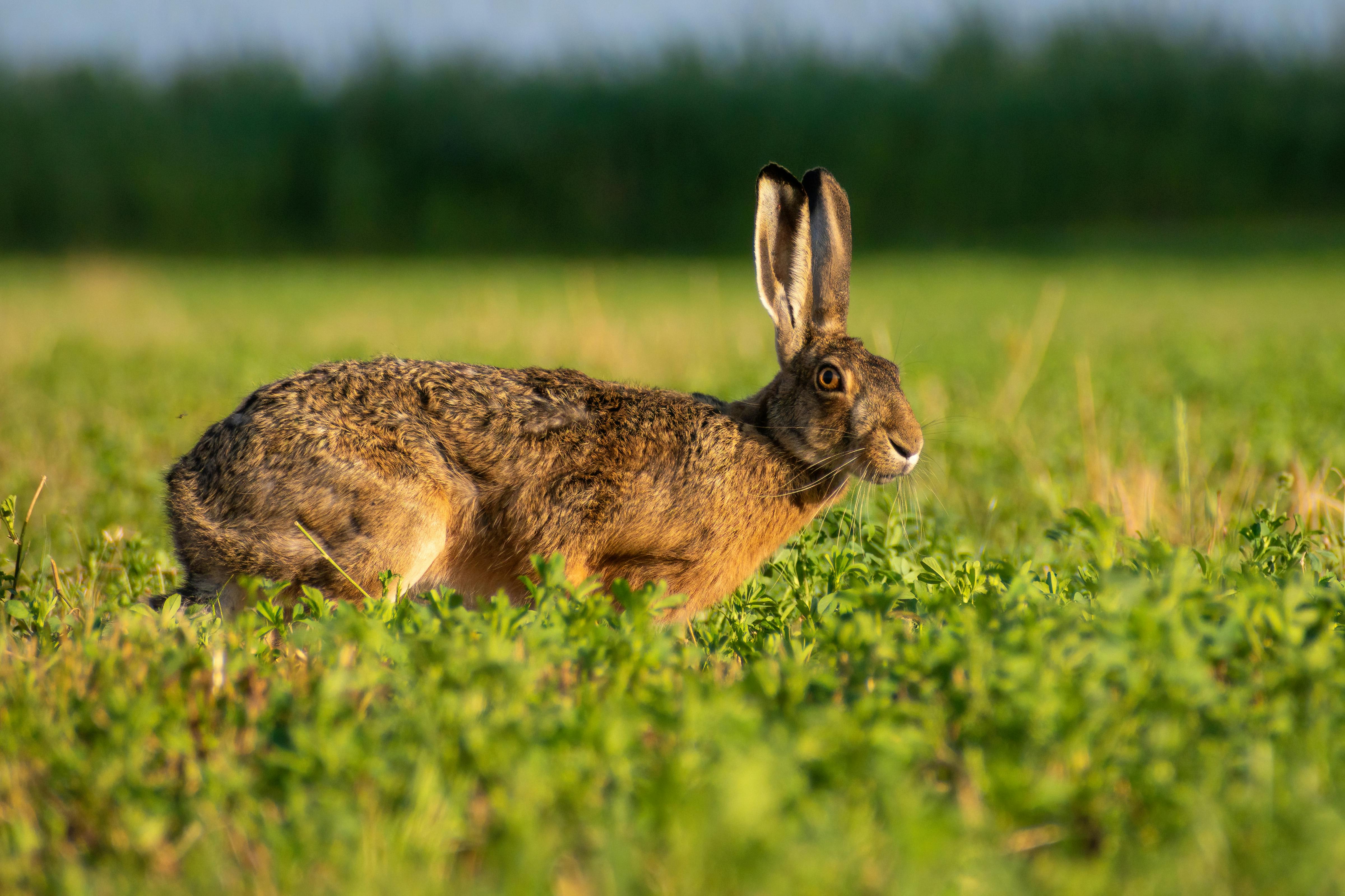 Rabbit in Nature · Free Stock Photo