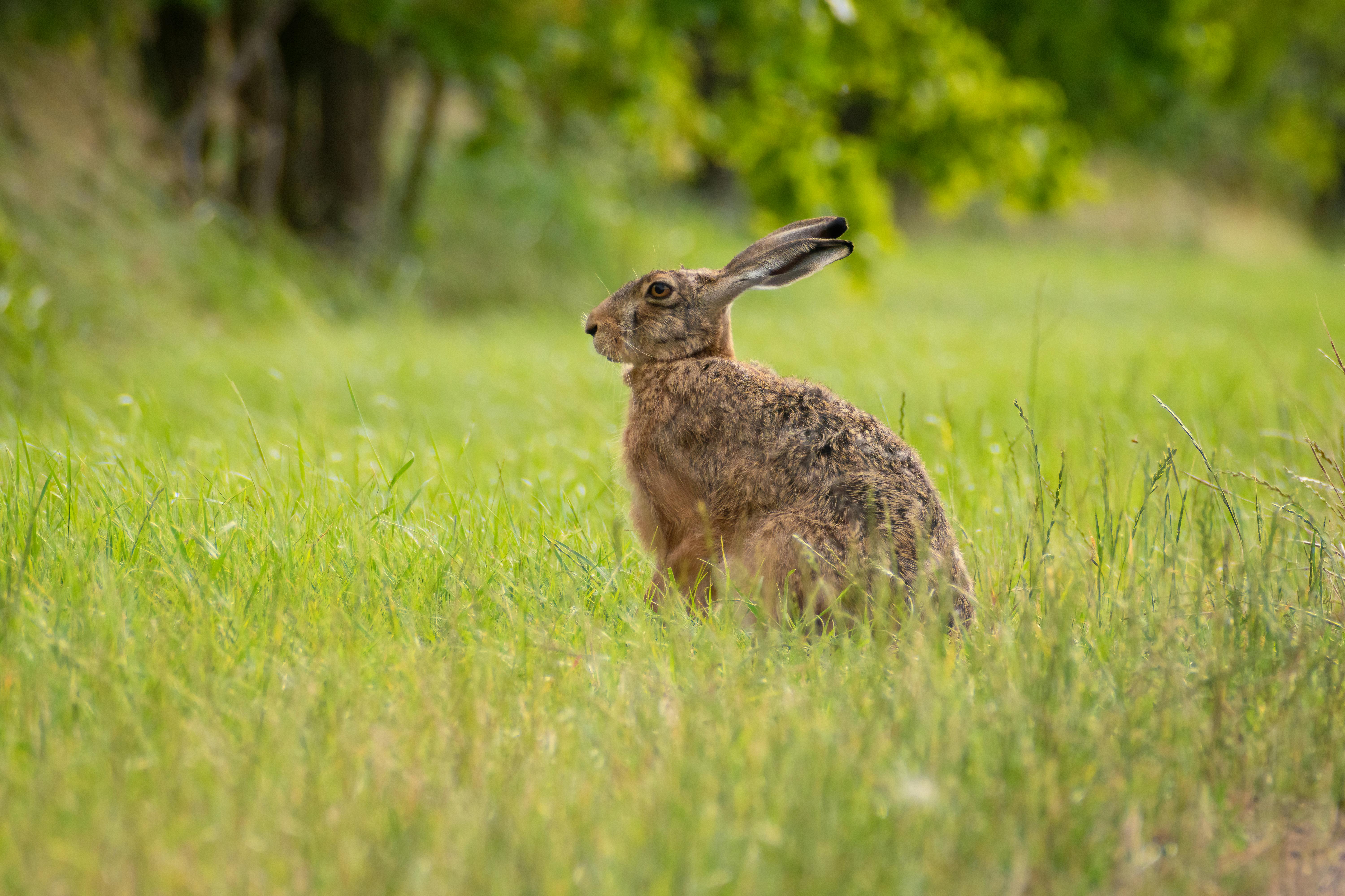 Rabbit on Grassland · Free Stock Photo
