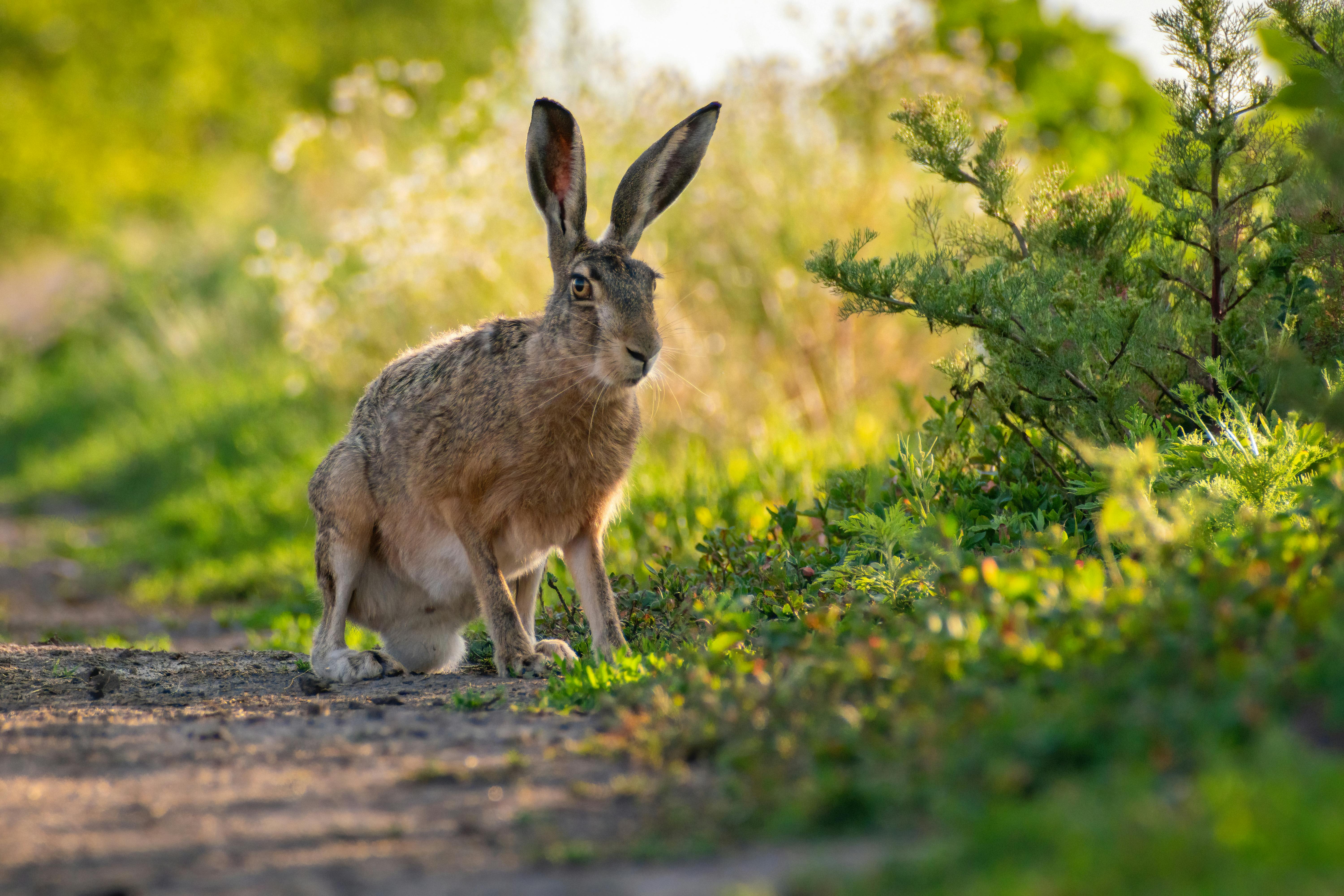 Rabbit Trail Photos, Download The BEST Free Rabbit Trail Stock Photos ...
