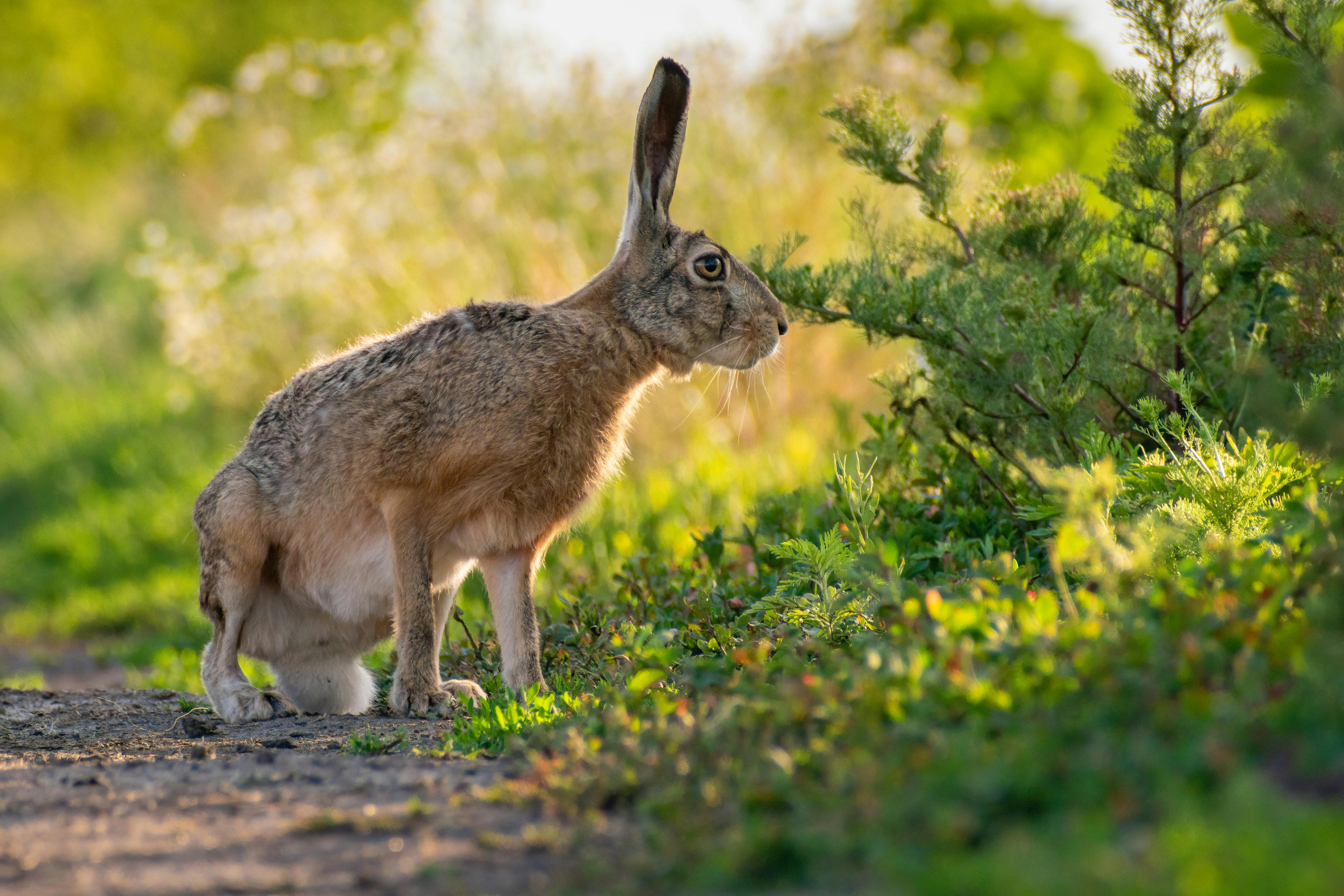 Rabbit near Green Plants · Free Stock Photo