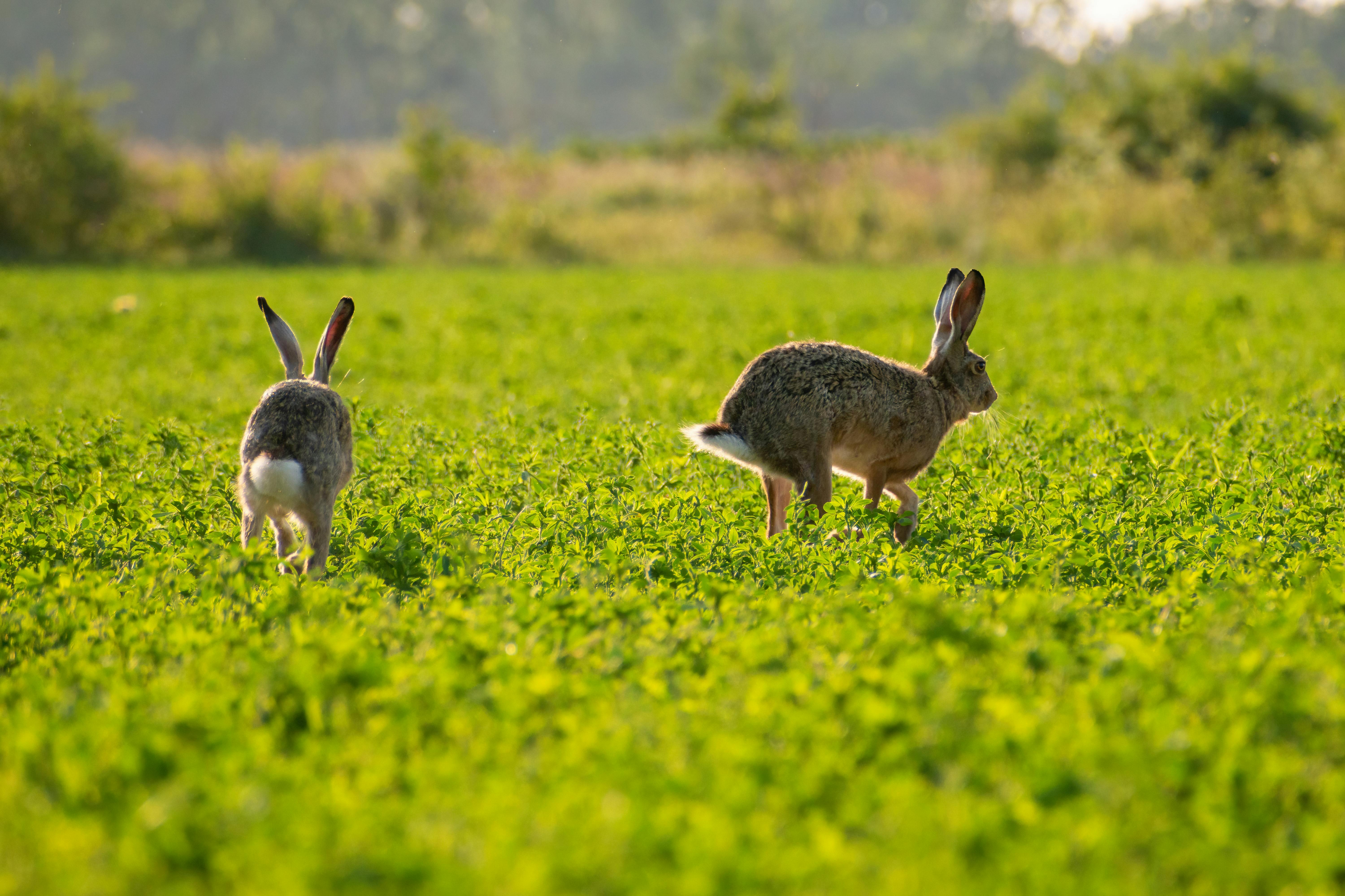 Running Rabbits in Nature · Free Stock Photo