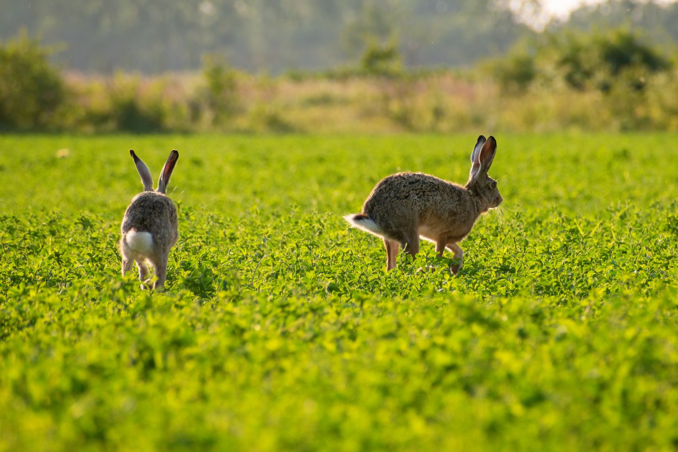 Sylvilagus floridanus Reproduction, Habitat, and Care Guide