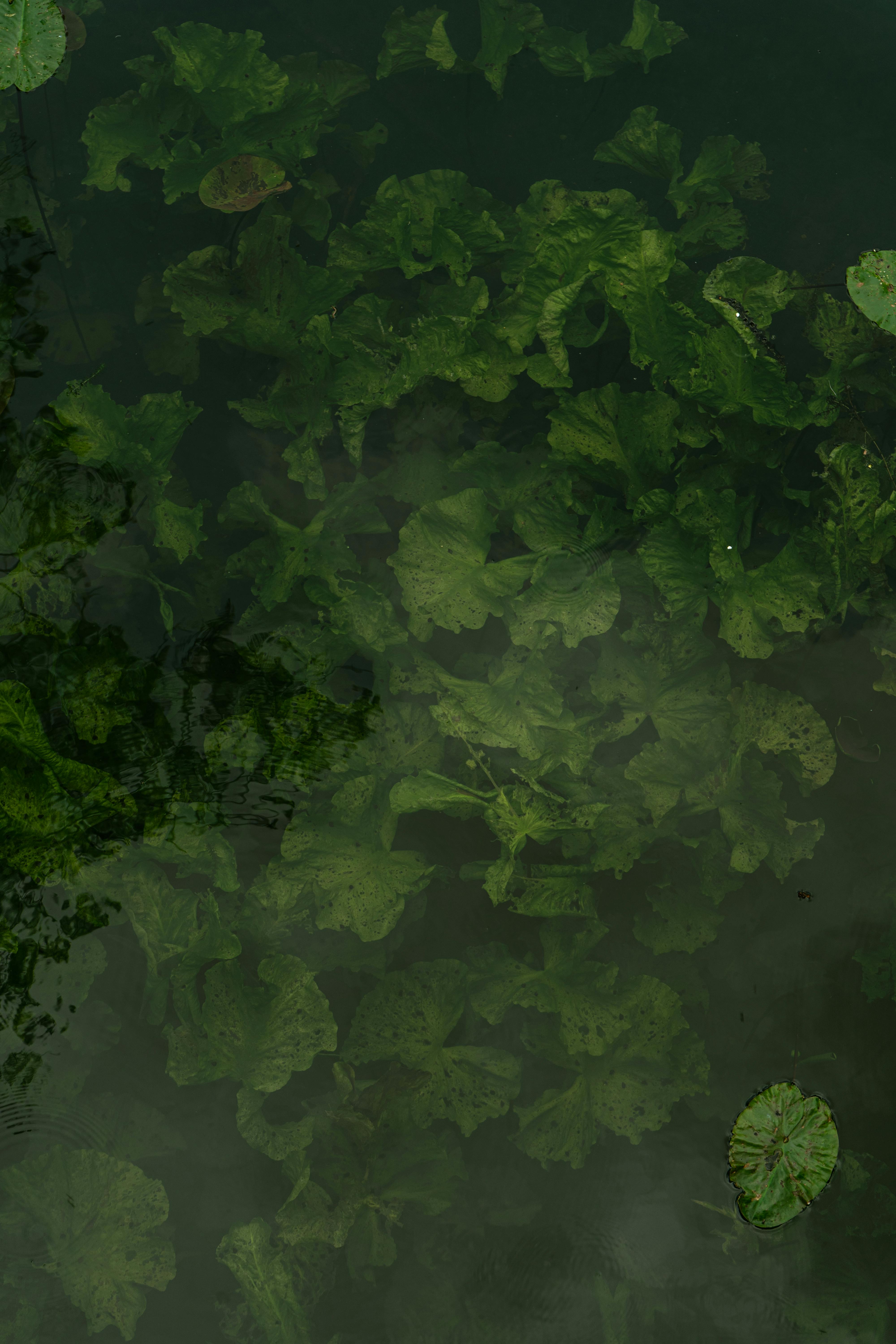 Close up of Green Leaves · Free Stock Photo