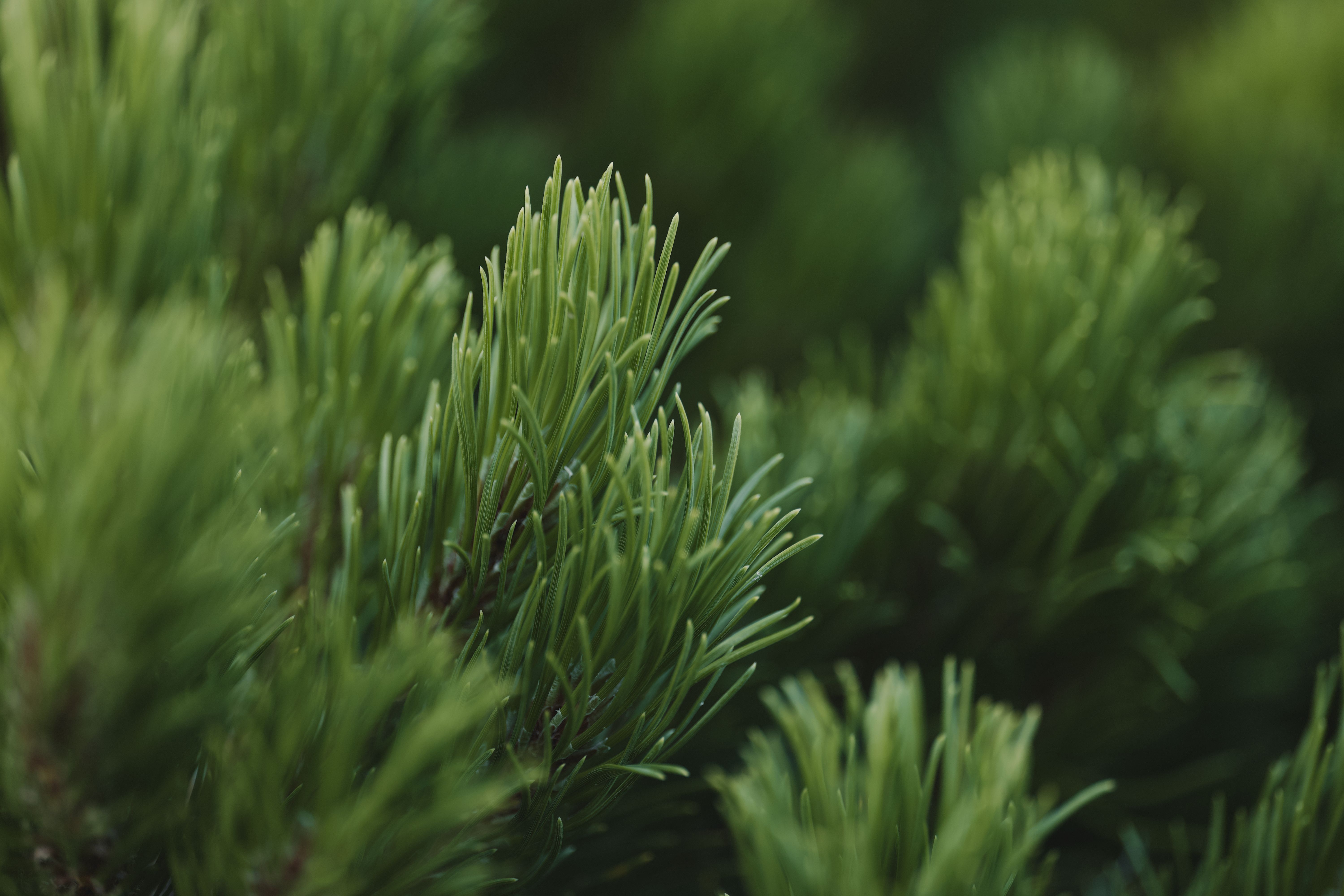 Close-up of a Bright Green Coniferous Tree Branches · Free Stock Photo