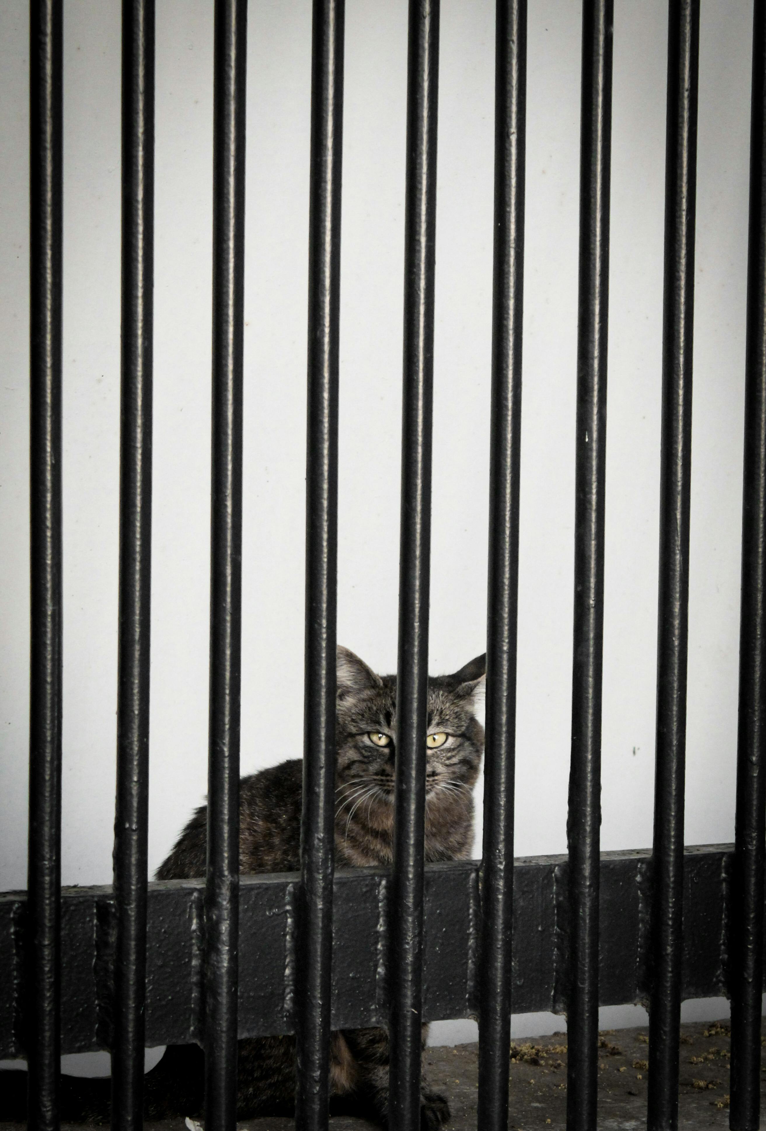 Cat behind Bars · Free Stock Photo