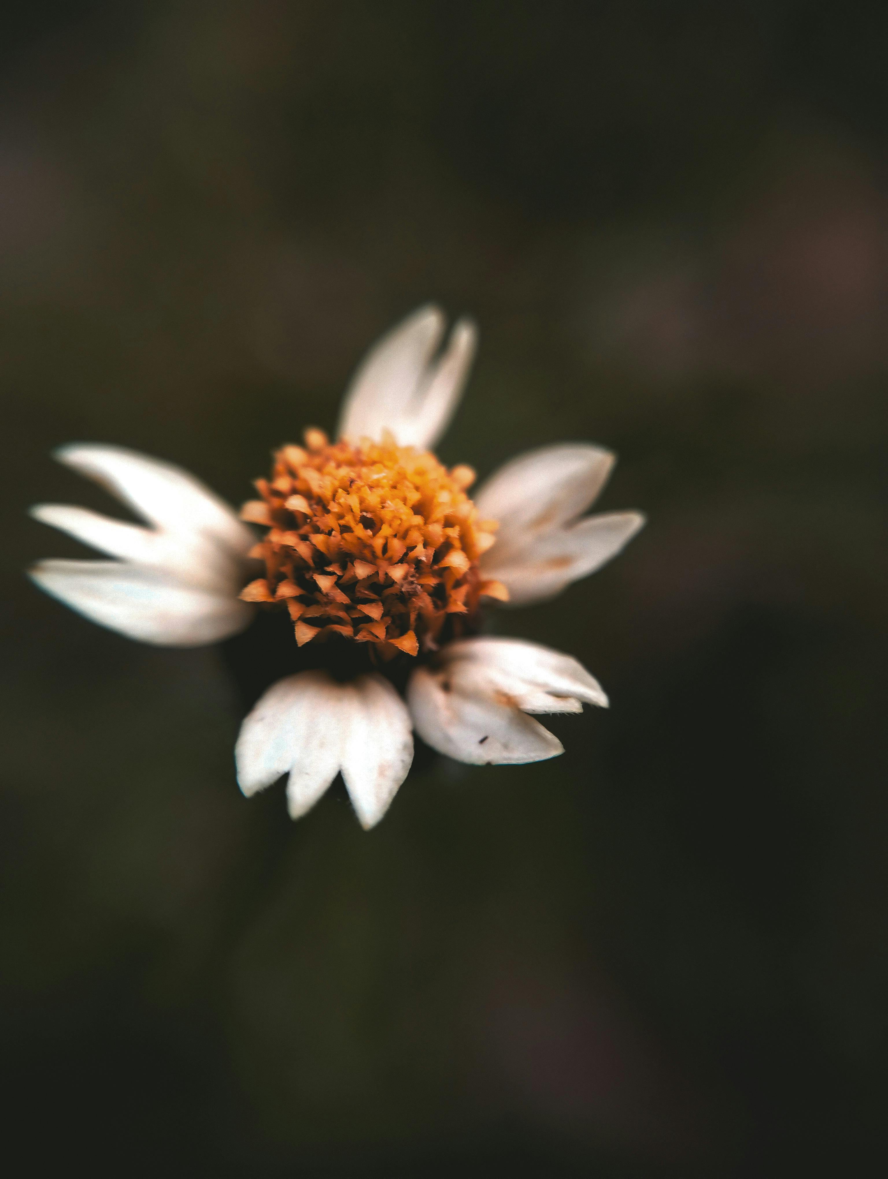 Naga Flower Photos, Download The BEST Free Naga Flower Stock Photos ...