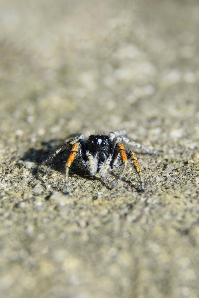 Beach Spider Lilybeahc Photos, Download The BEST Free Beach Spider ...