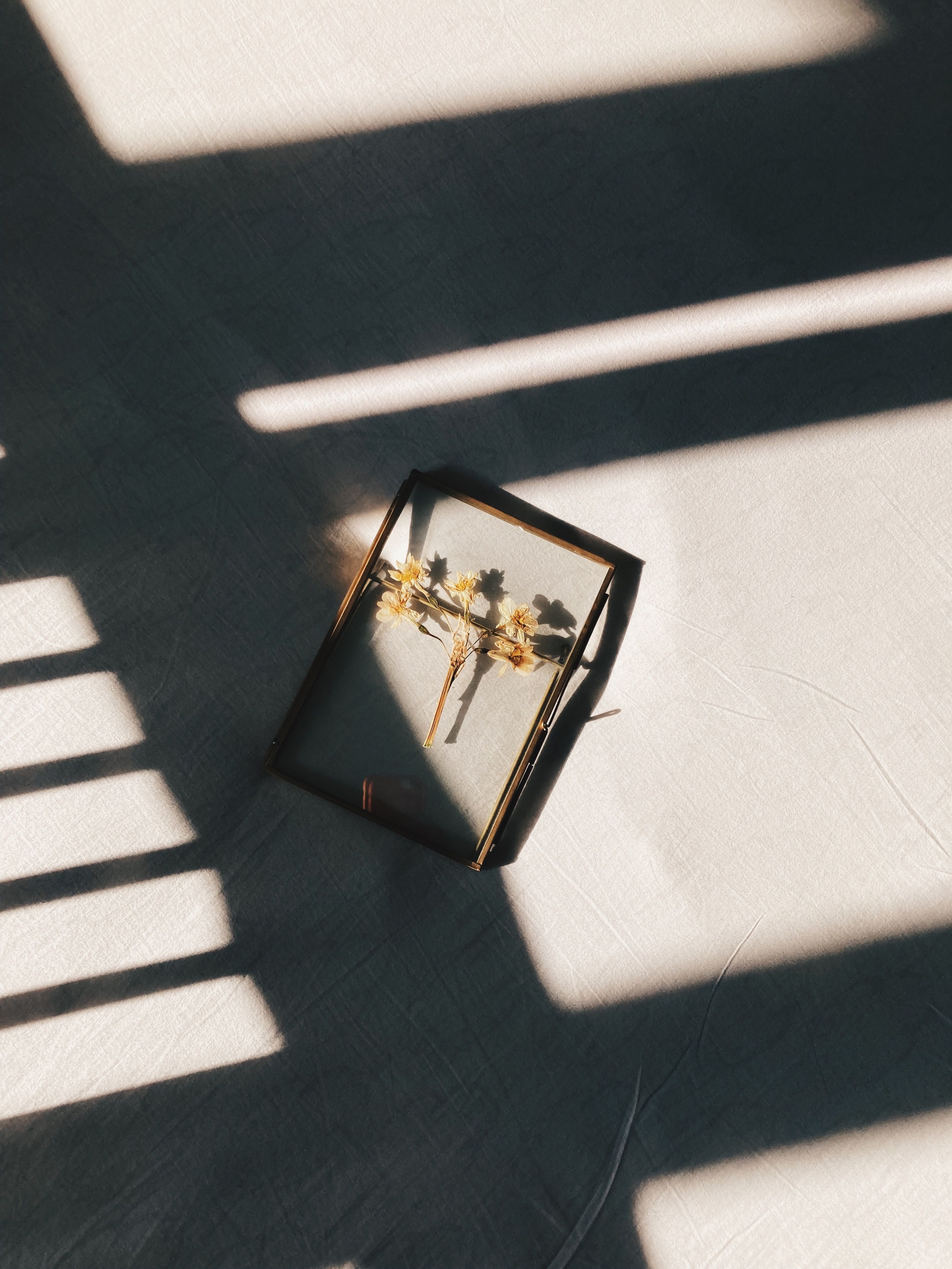 Shadow of Flowers on the Ground · Free Stock Photo