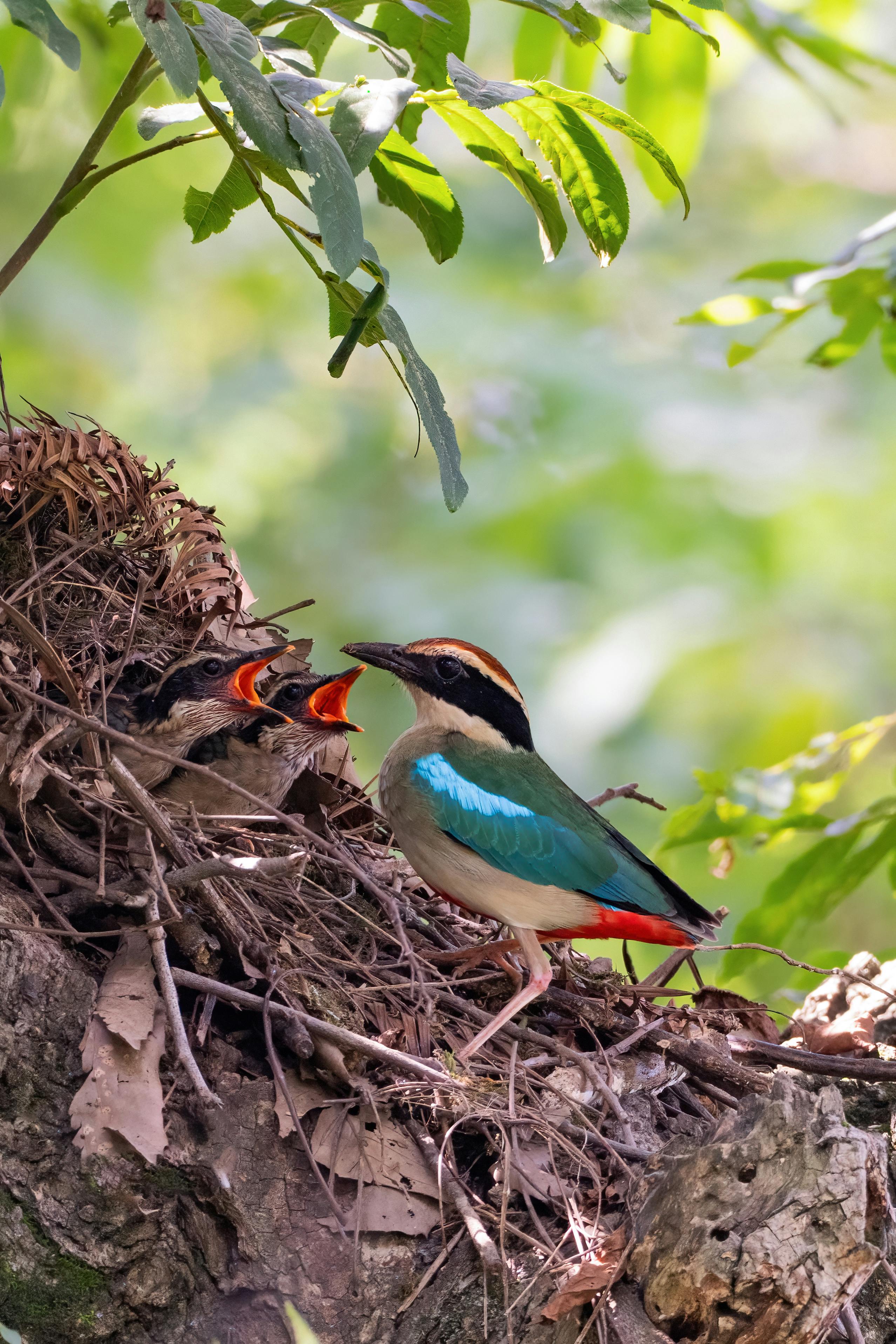 Fairy Pitta Photos, Download The BEST Free Fairy Pitta Stock Photos ...