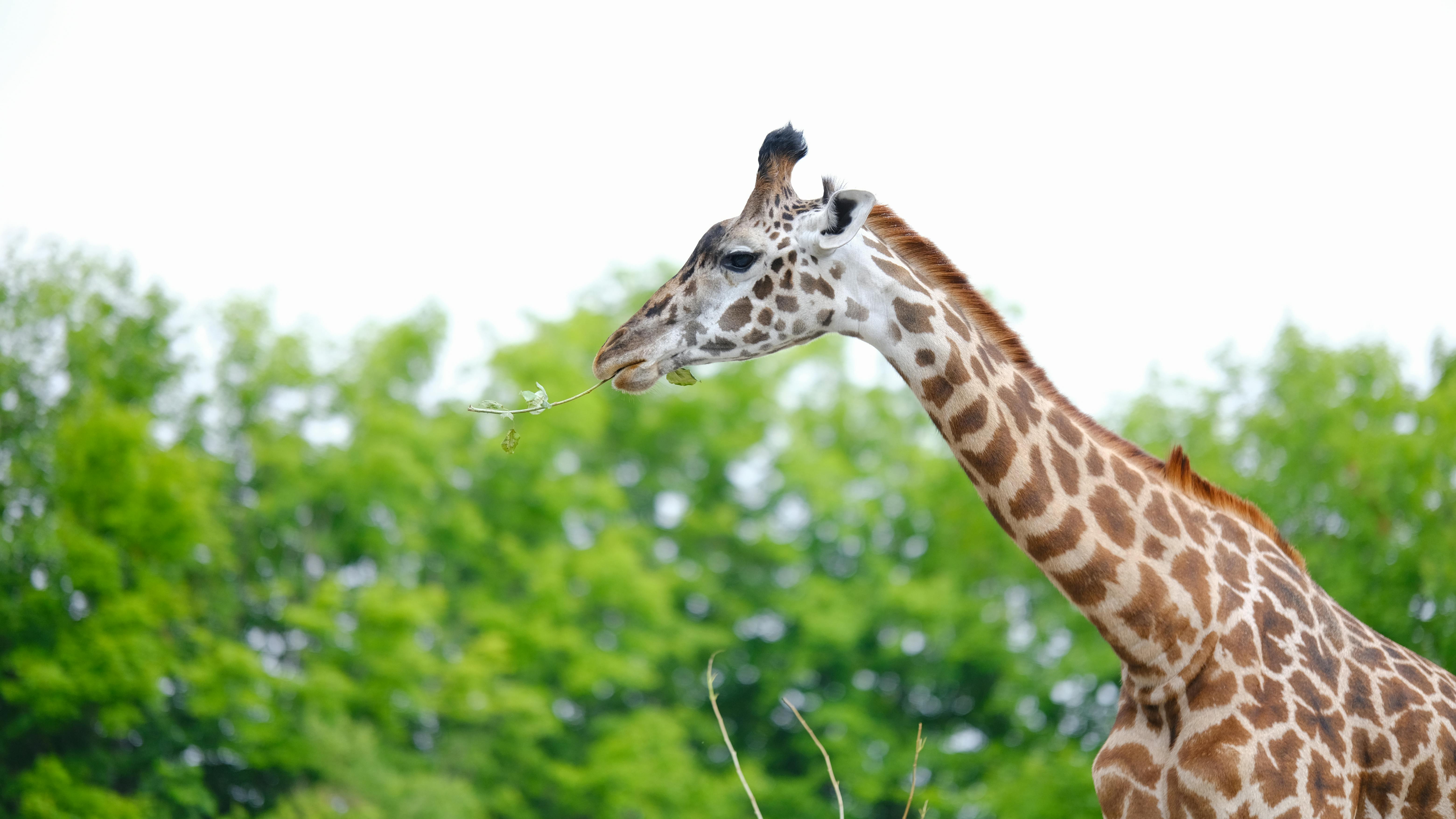 Giraffe Birds Maasai Photos, Download The BEST Free Giraffe Birds ...