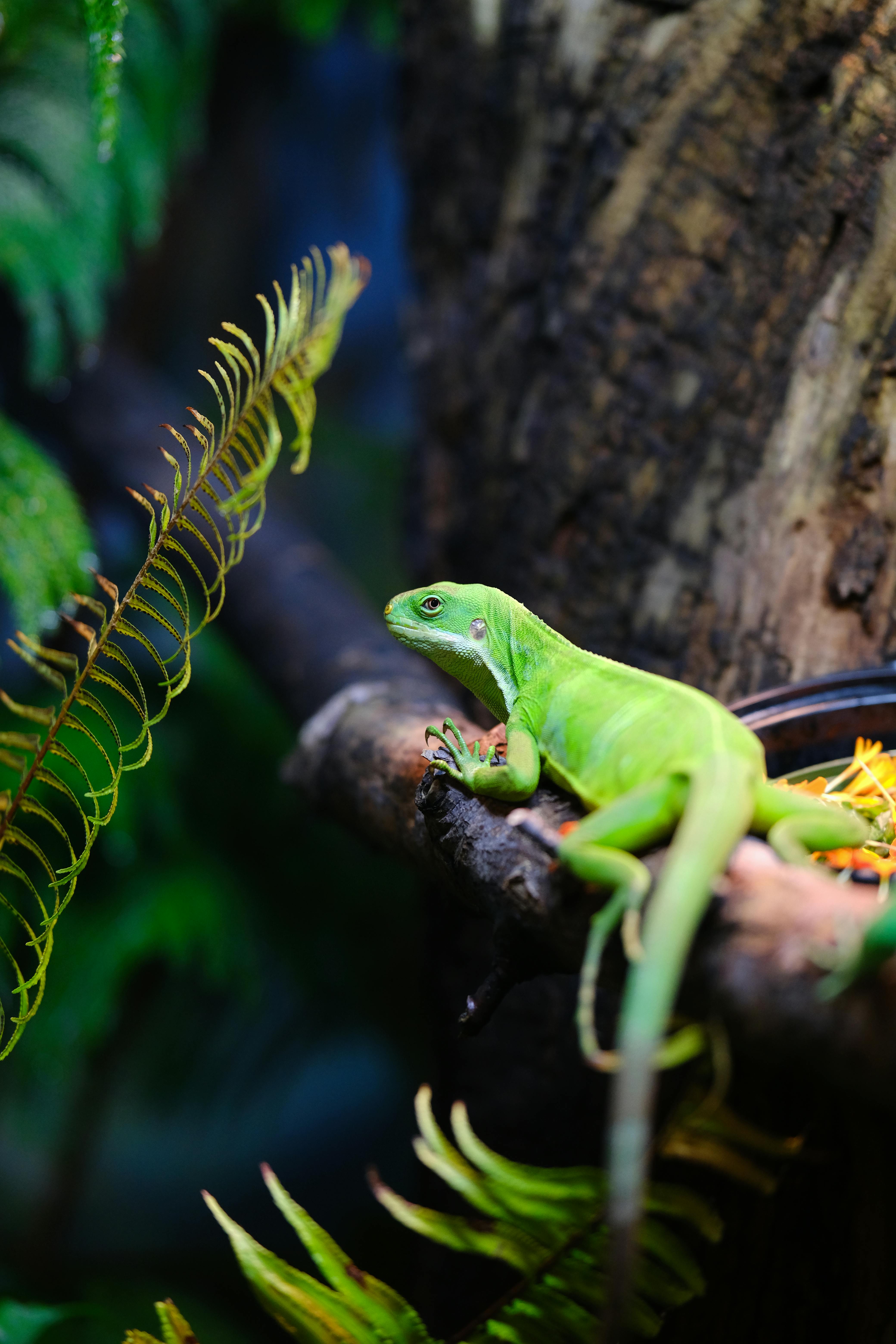 Lizard Images Photos, Download The BEST Free Lizard Images Stock Photos ...
