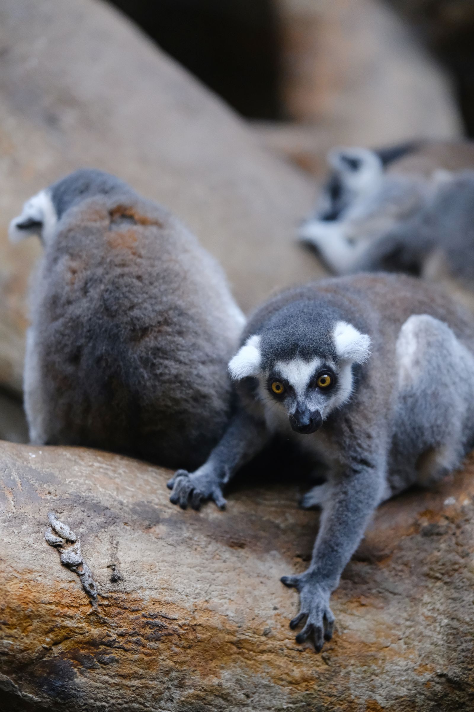 Lemurs Photos, Download The BEST Free Lemurs Stock Photos & HD Images