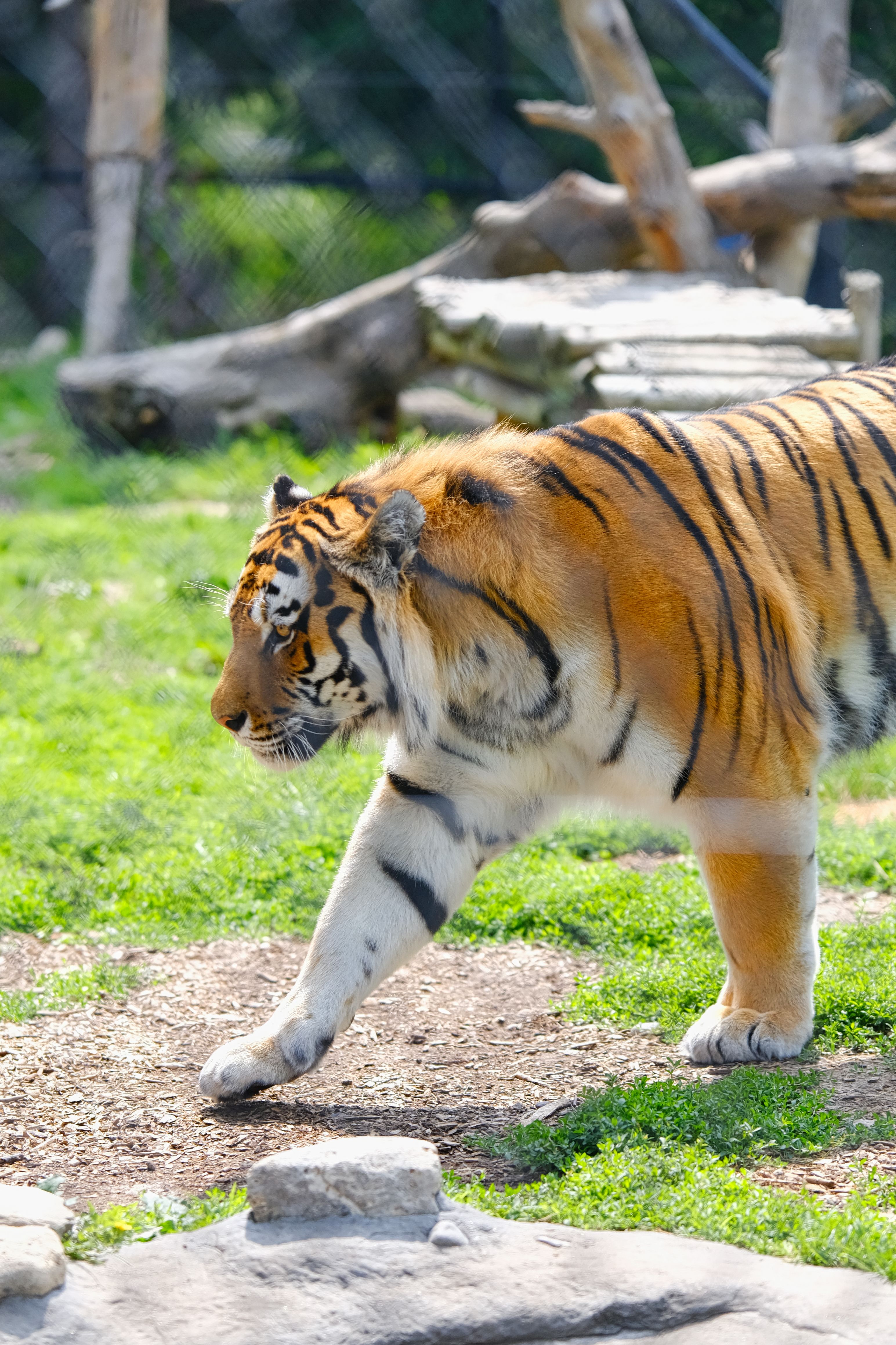 Predator Animated Photos, Download The BEST Free Predator Animated ...