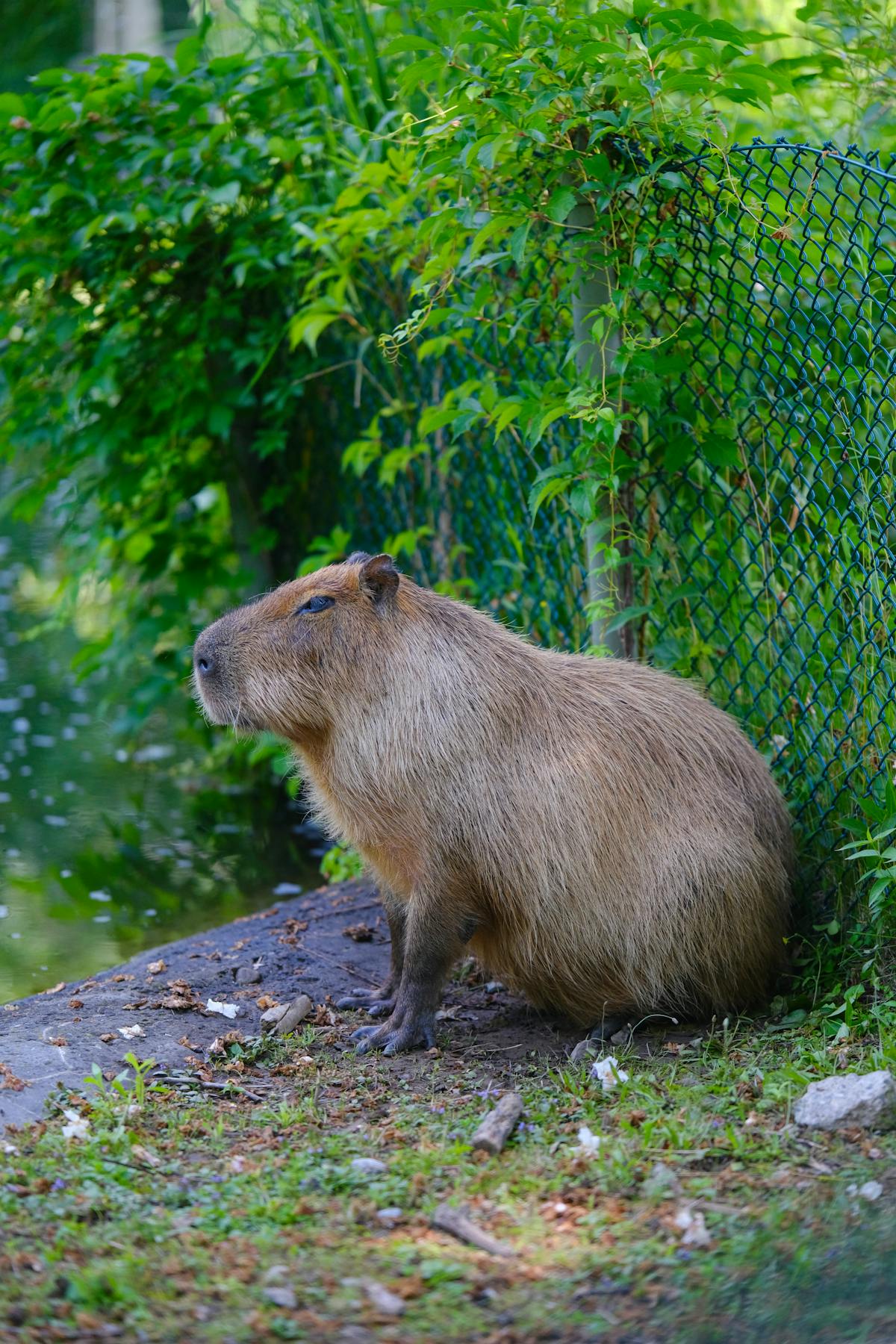 Animated Capybara Photos, Download The BEST Free Animated Capybara ...