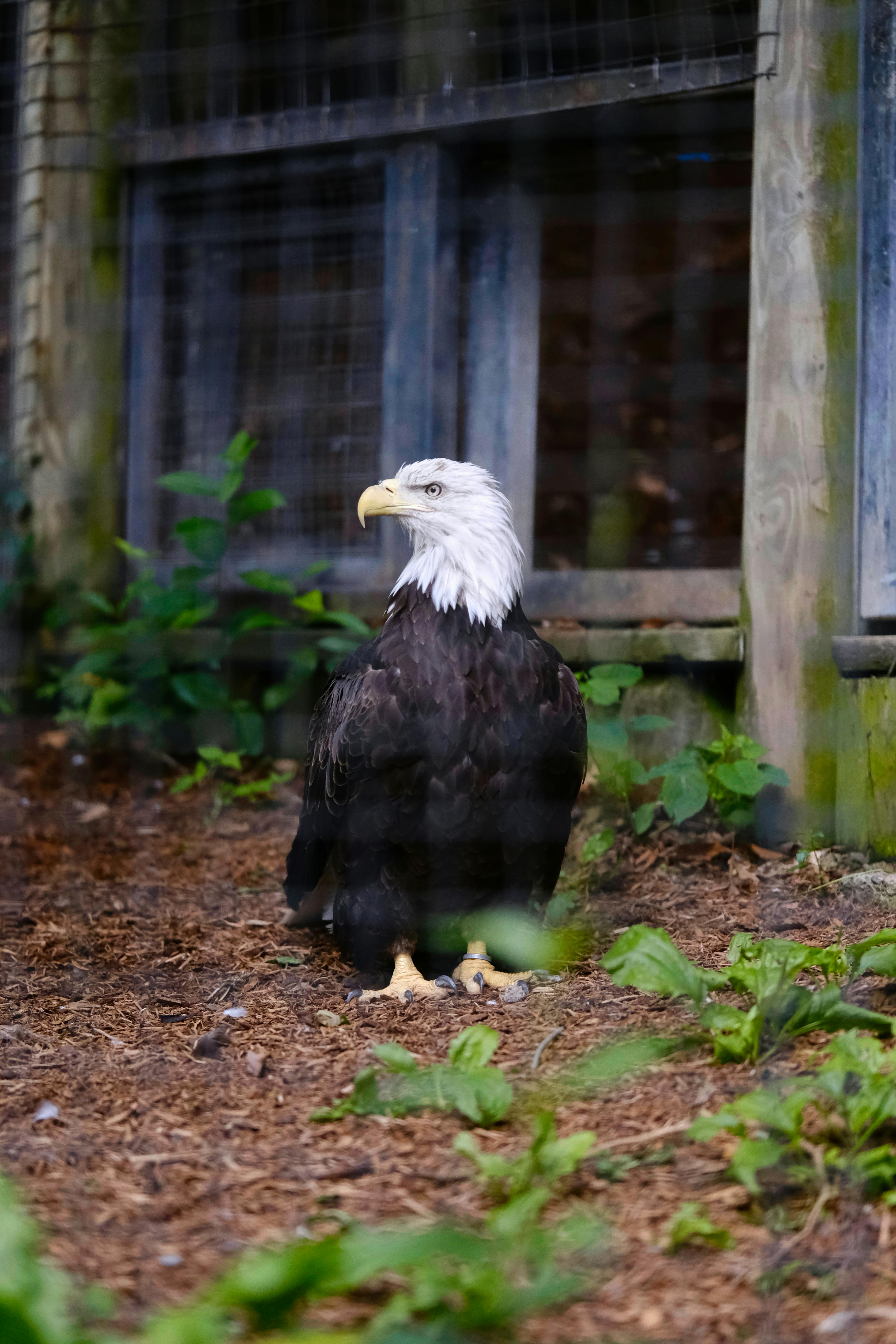 A Bald Eagle Sitting in a Cage in a Zoo · Free Stock Photo