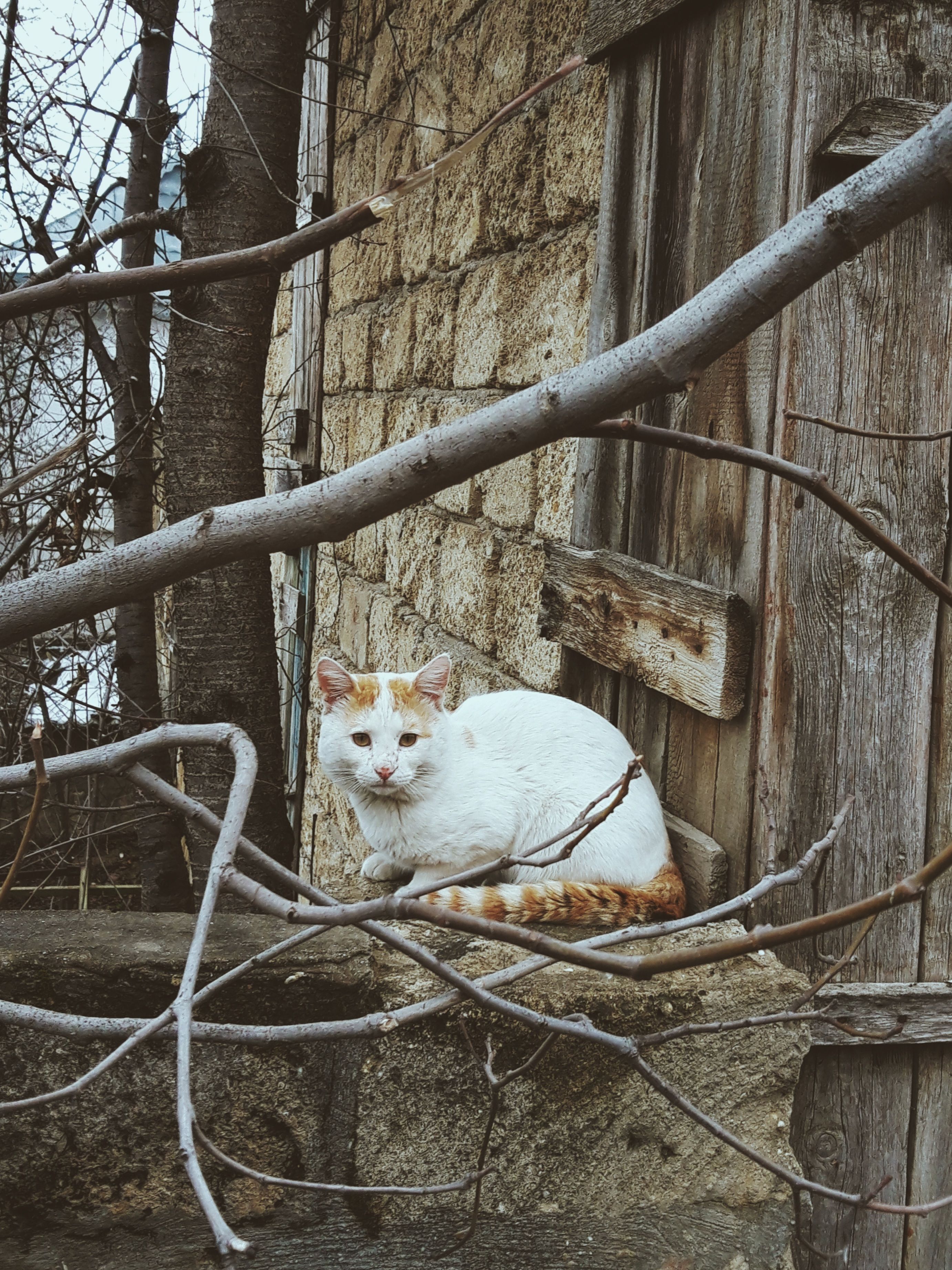 Cat in Front of a Hut · Free Stock Photo