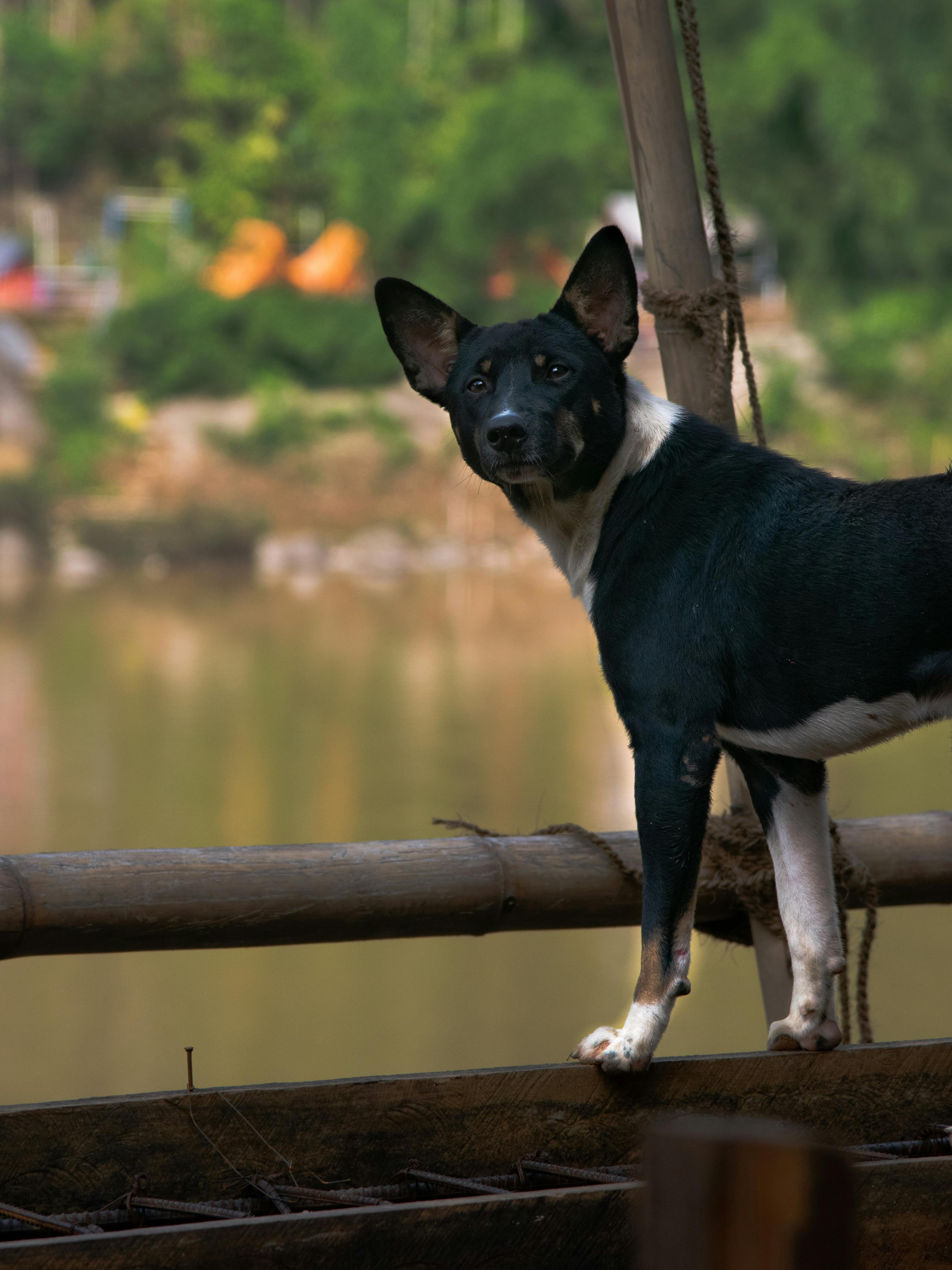 Alert Bicolor Dog with Big Ears Standing on a Wooden Structure · Free ...
