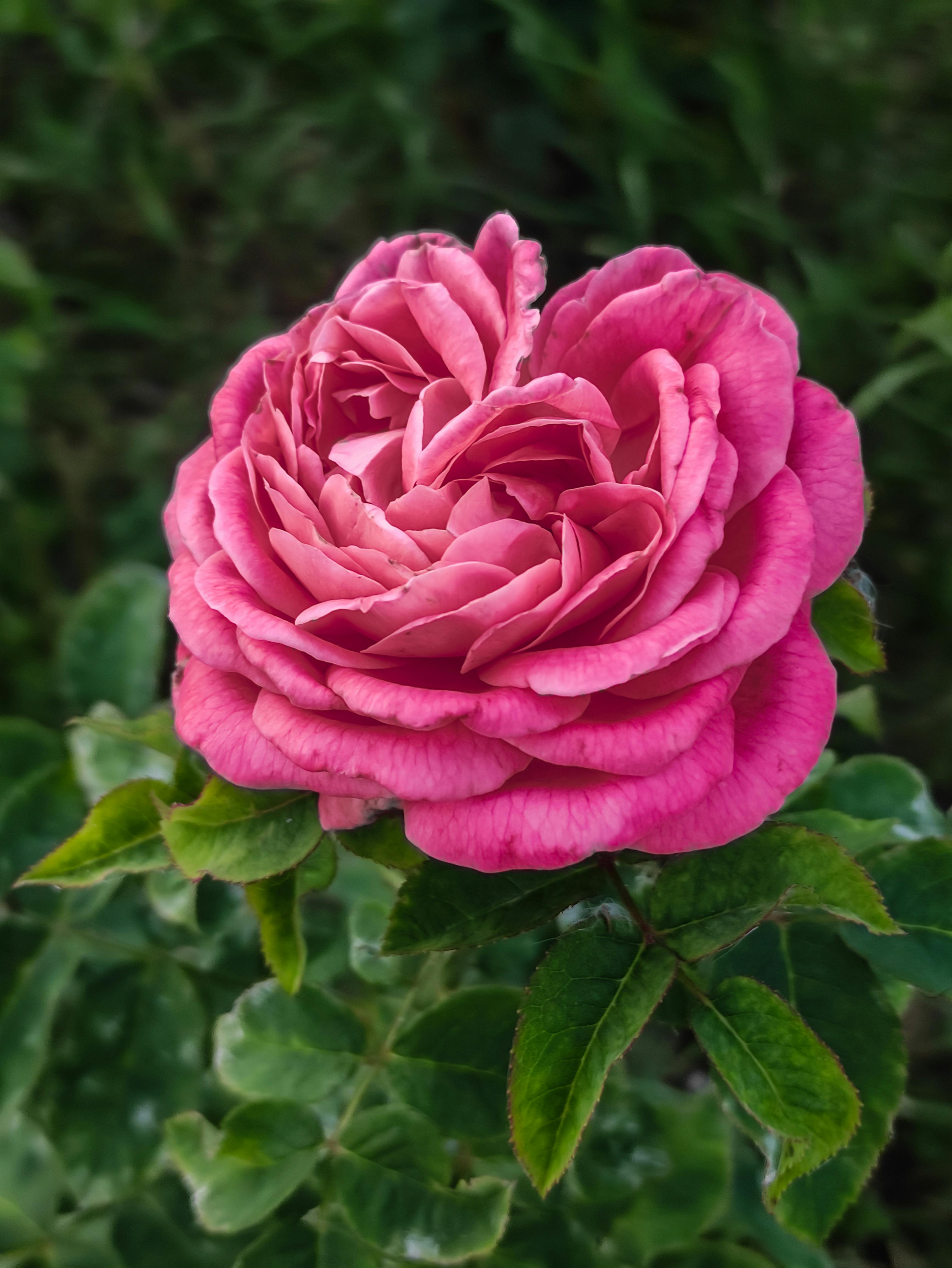 Close up of Pink Rose · Free Stock Photo