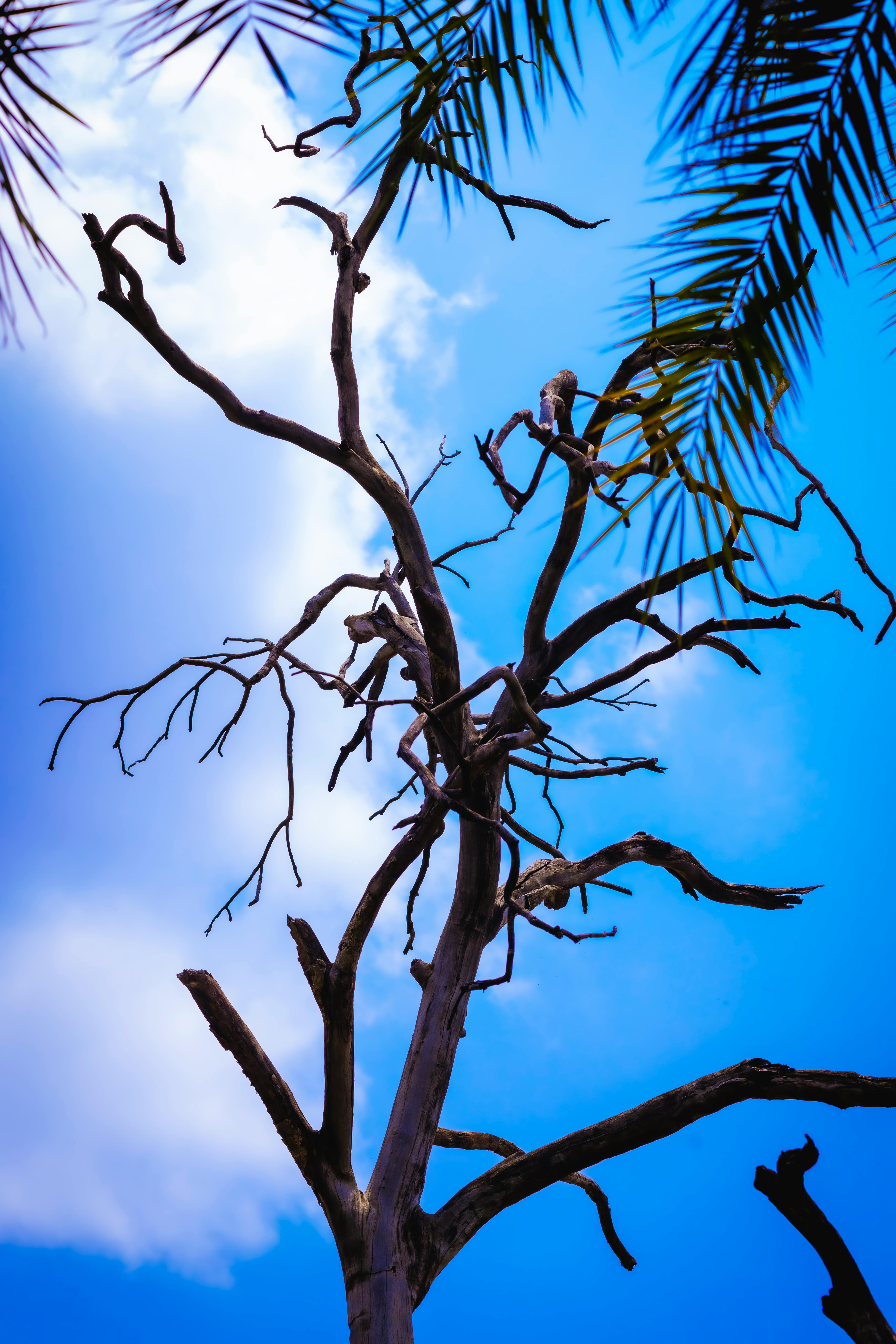 Branches of Withered Tree · Free Stock Photo