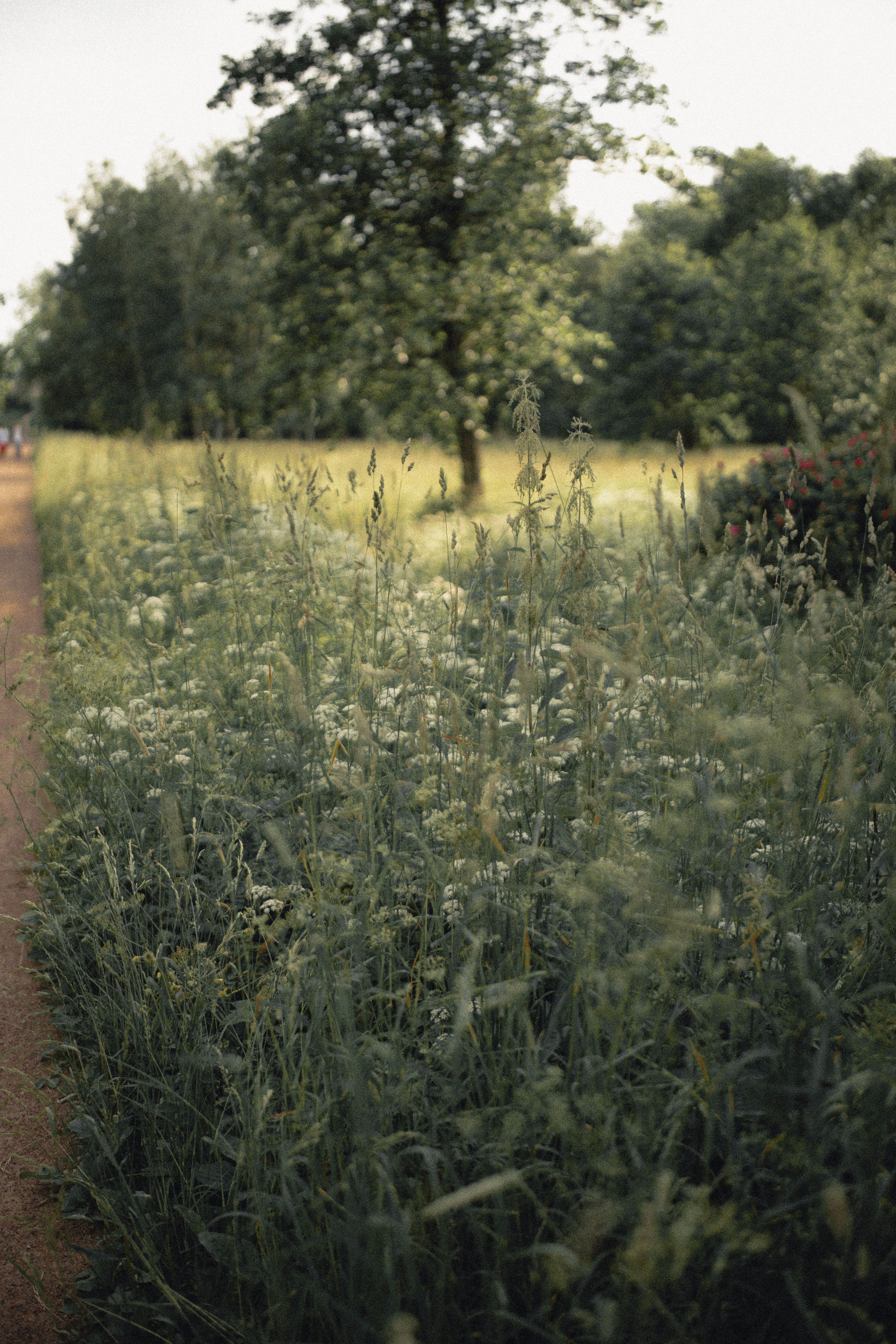 A man walking through tall grass and flowers · Free Stock Photo