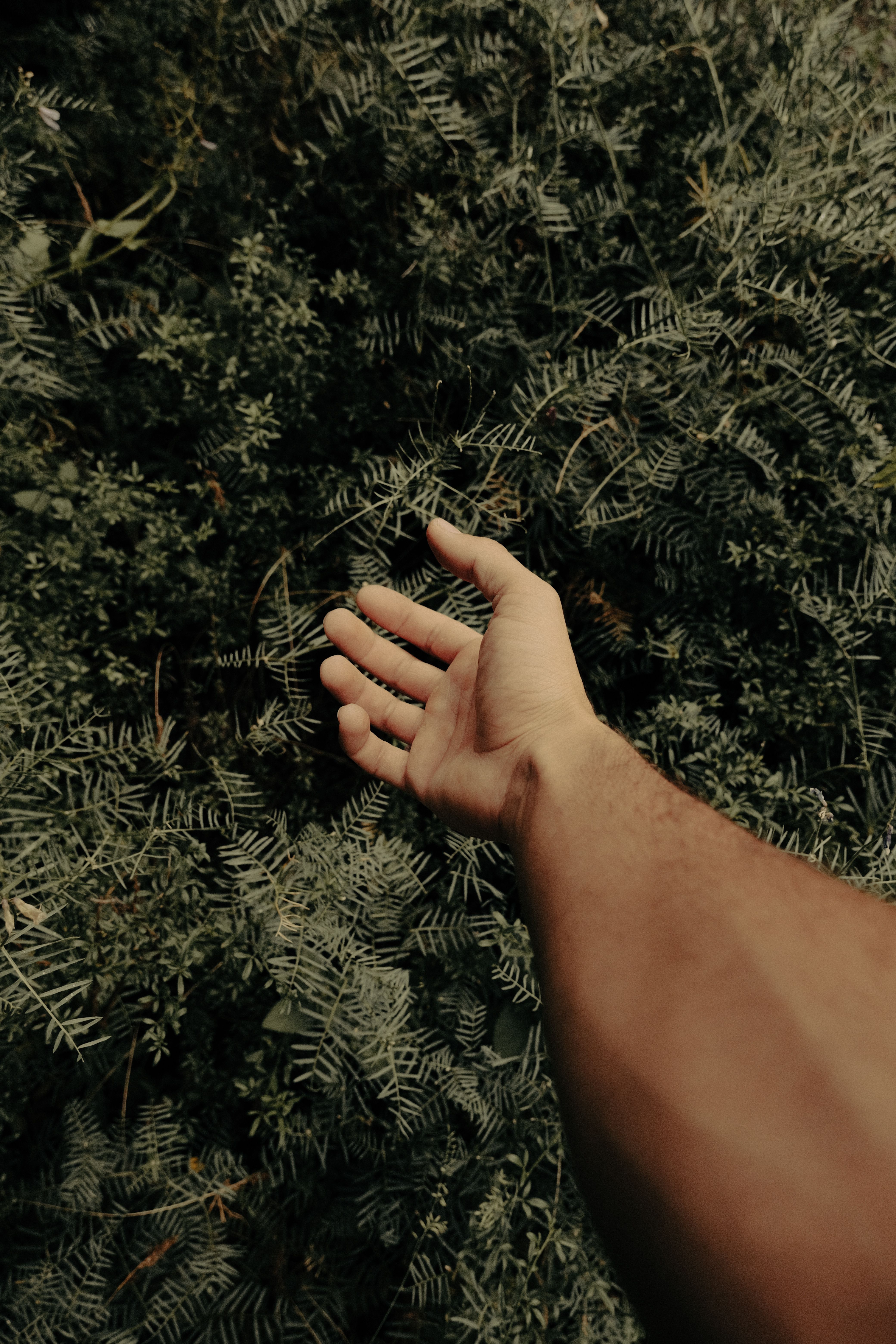 Man Arm over Bush · Free Stock Photo