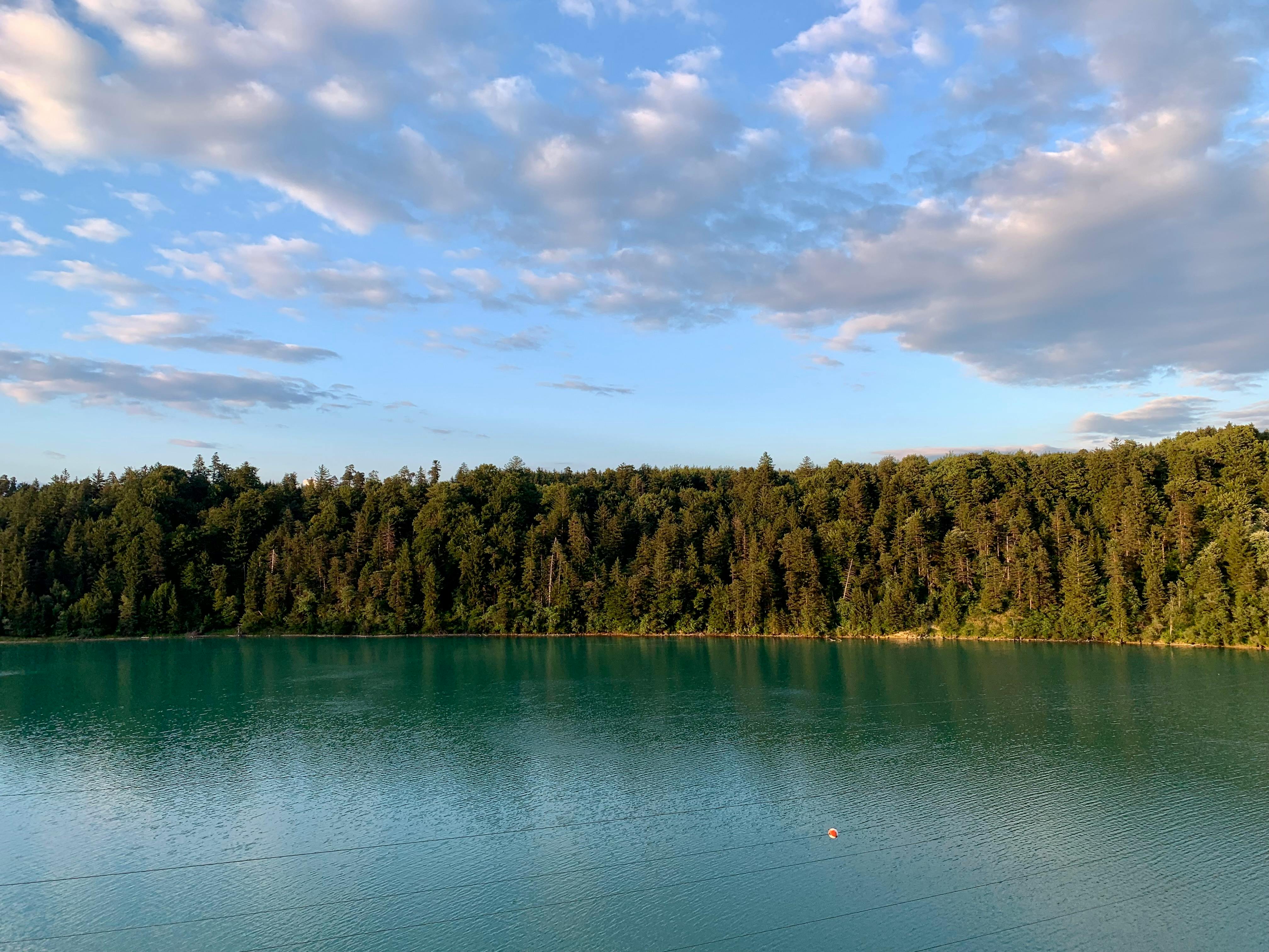 Deep Forest around Lake · Free Stock Photo