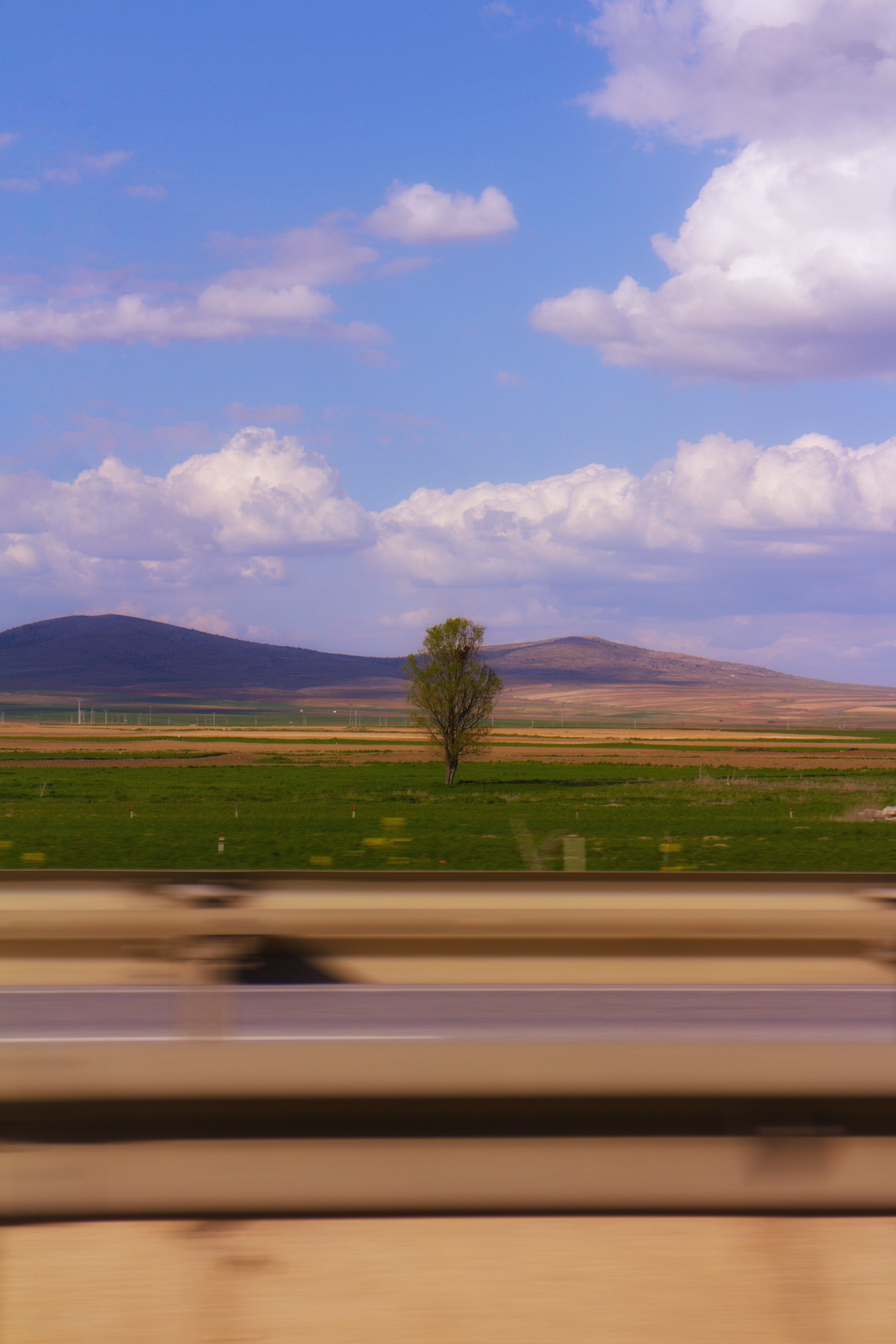 Single Tree on Plains · Free Stock Photo