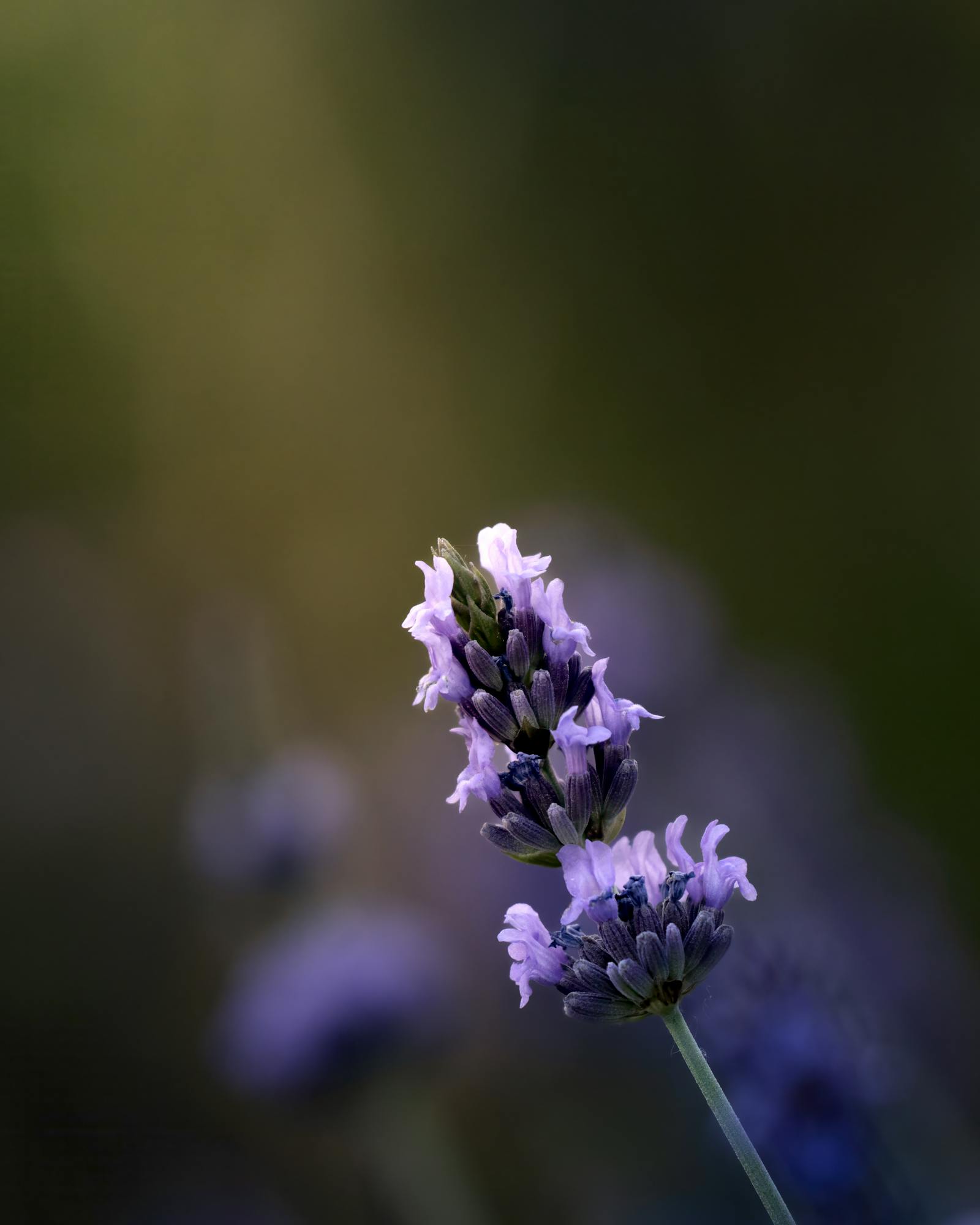 Lavender Backdrop Photos, Download The BEST Free Lavender Backdrop ...