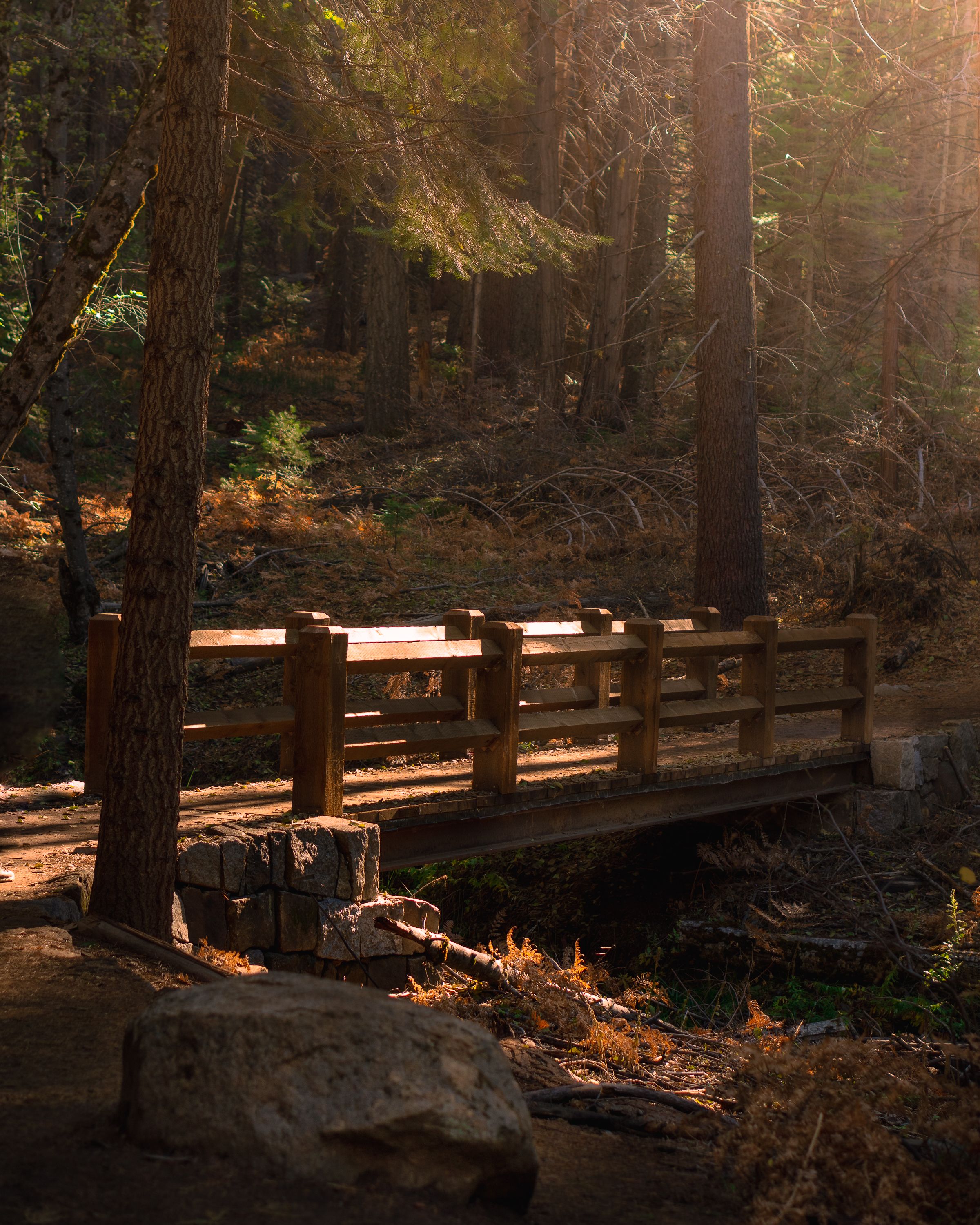 Wooden Footbridge in Forest · Free Stock Photo