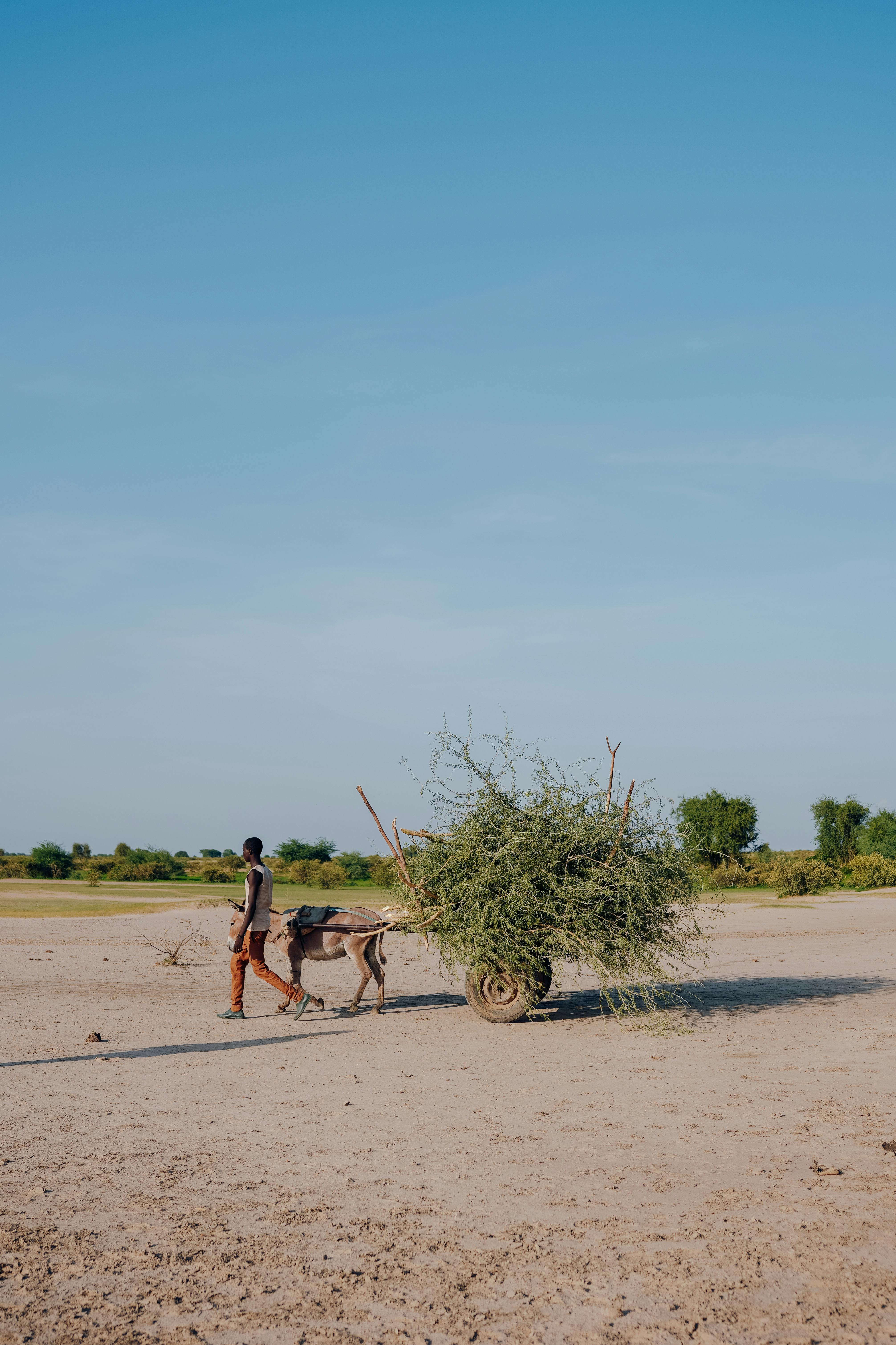 Man Riding on Carriage Pulled by Donkey Under Blue Sky during Daytime ...