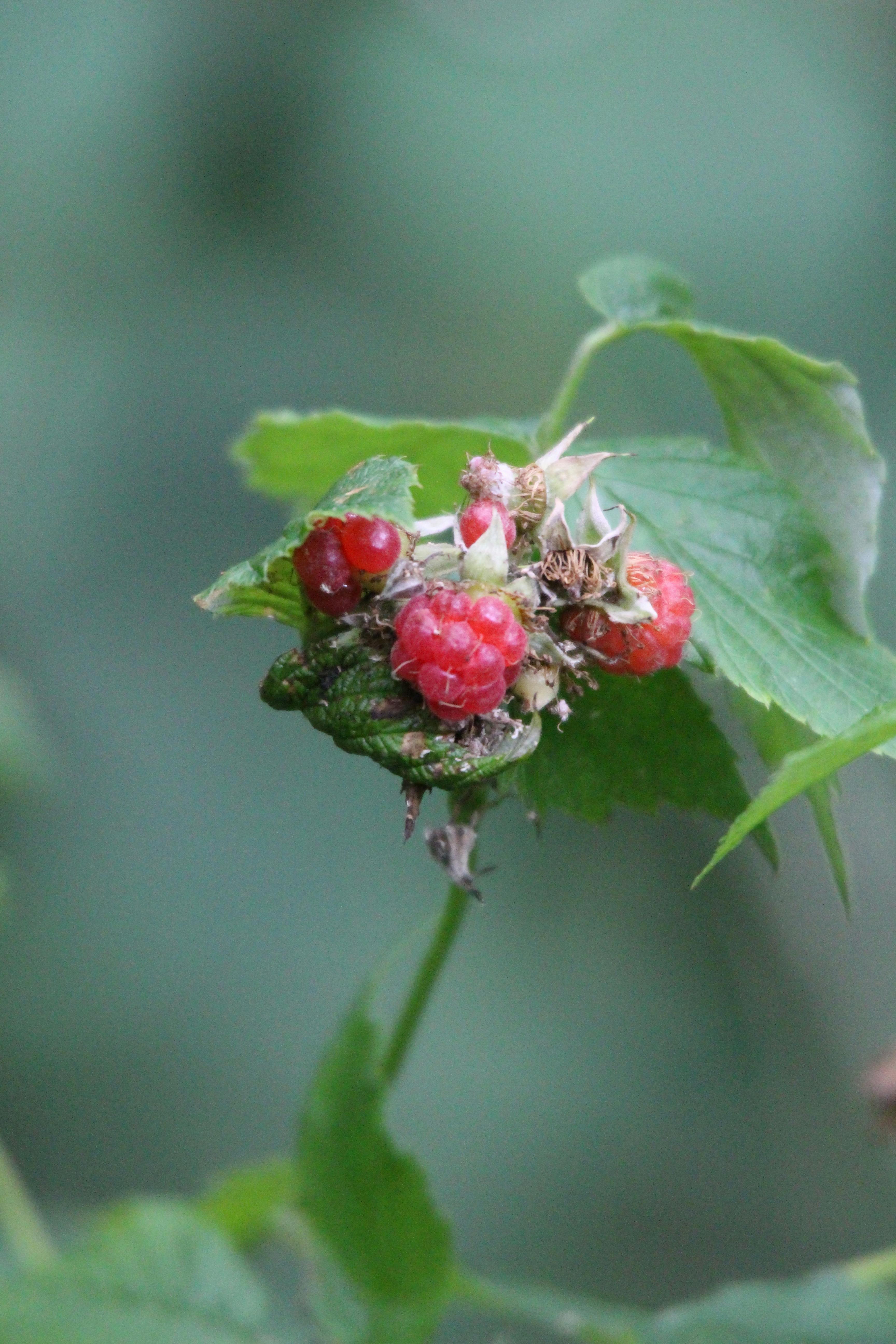 Raspberry Plant Photos, Download The BEST Free Raspberry Plant Stock ...