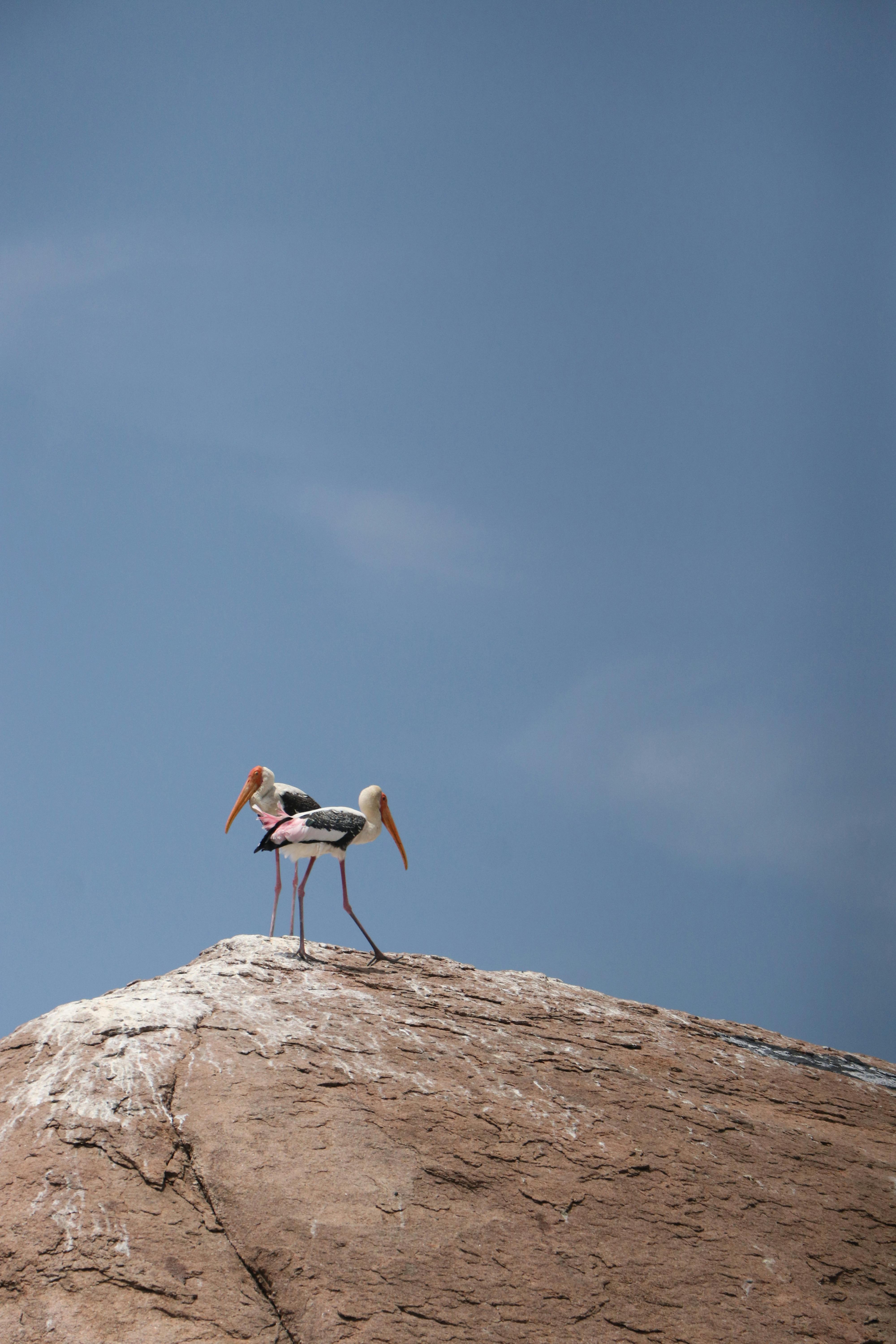 Storks on Rock · Free Stock Photo