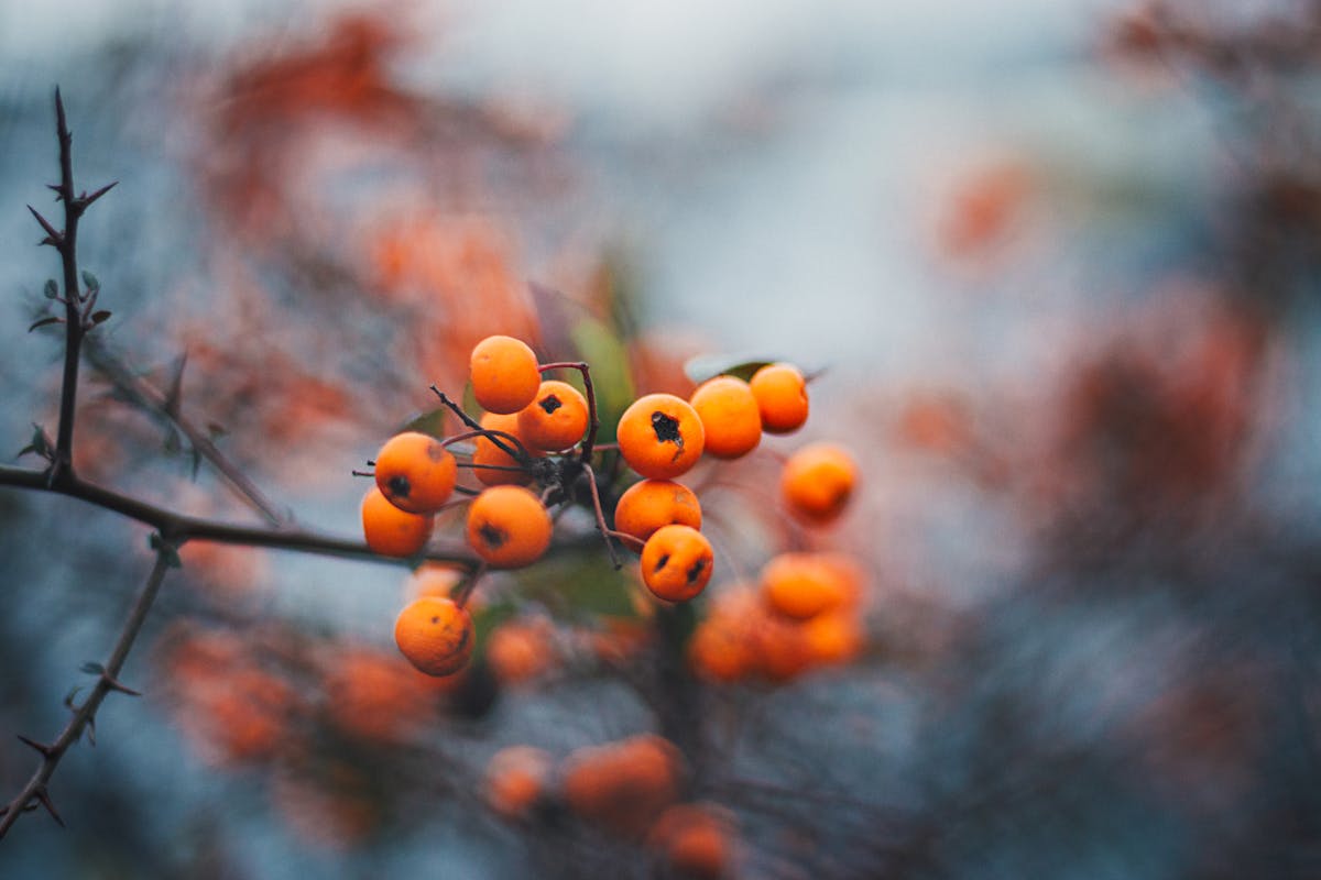 Orange Tree Photos, Download The BEST Free Orange Tree Stock Photos ...