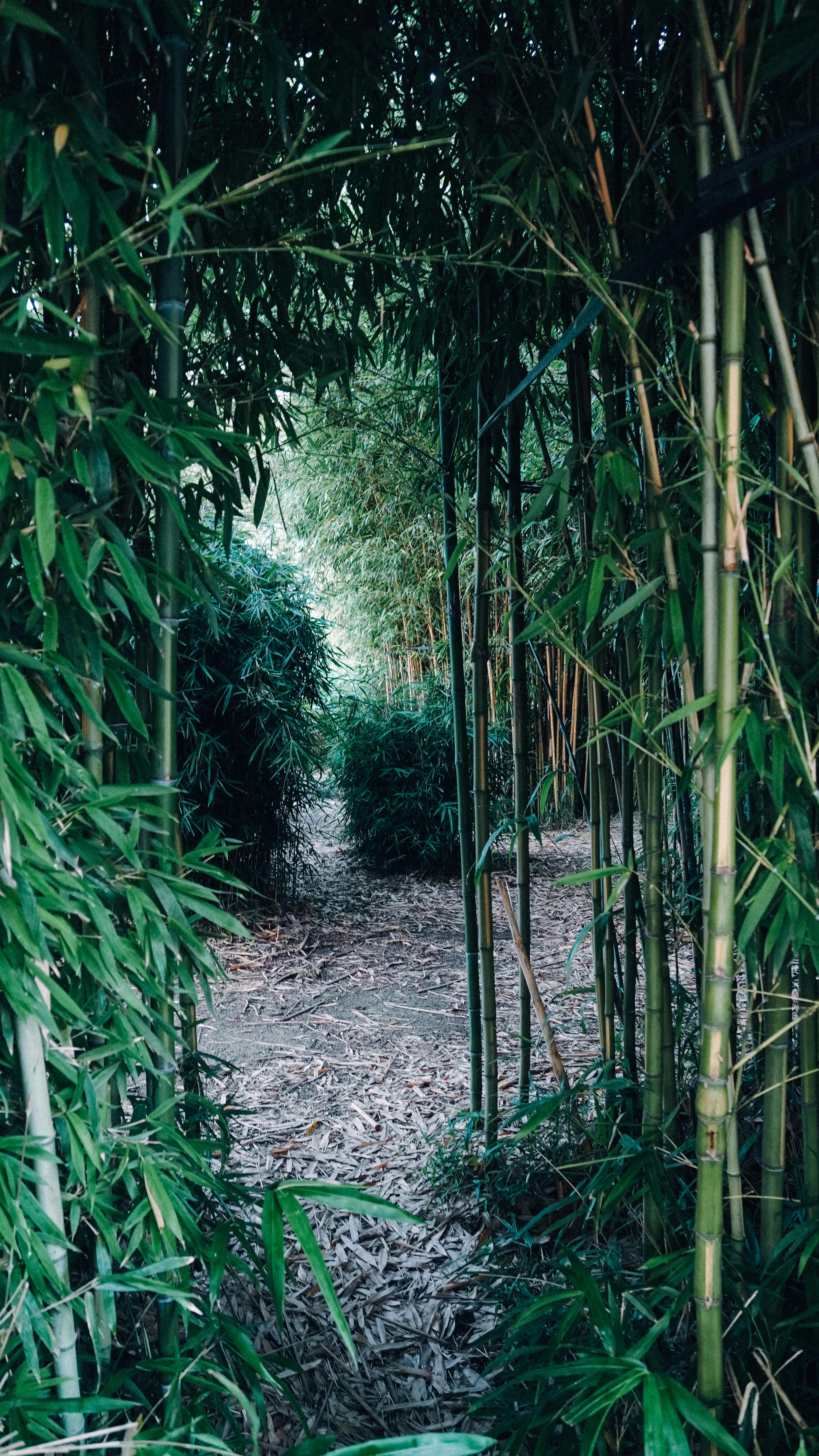 Scenic View of Bamboo Trees · Free Stock Photo
