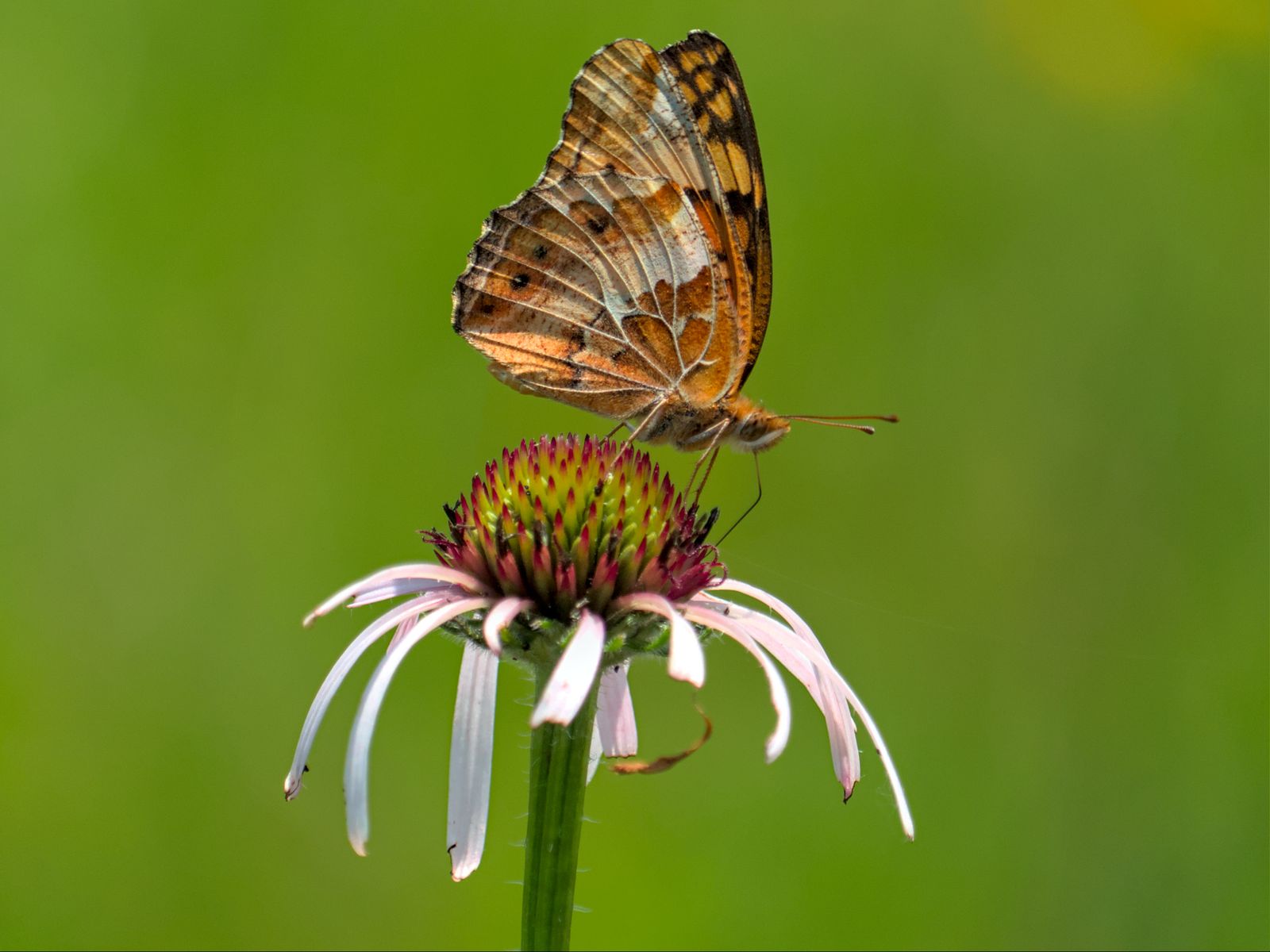 Samsung Butterfly Wallpaper Photos, Download The BEST Free Samsung ...